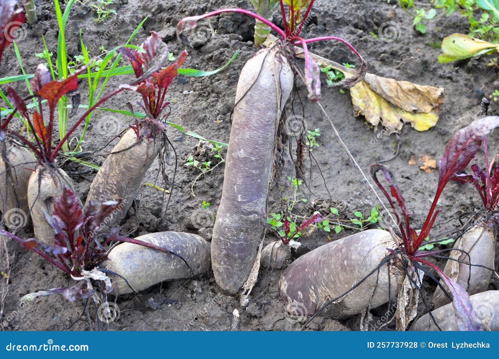 Table Red Beets Grow in Open Organic Soil Stock Photo - Image of ...