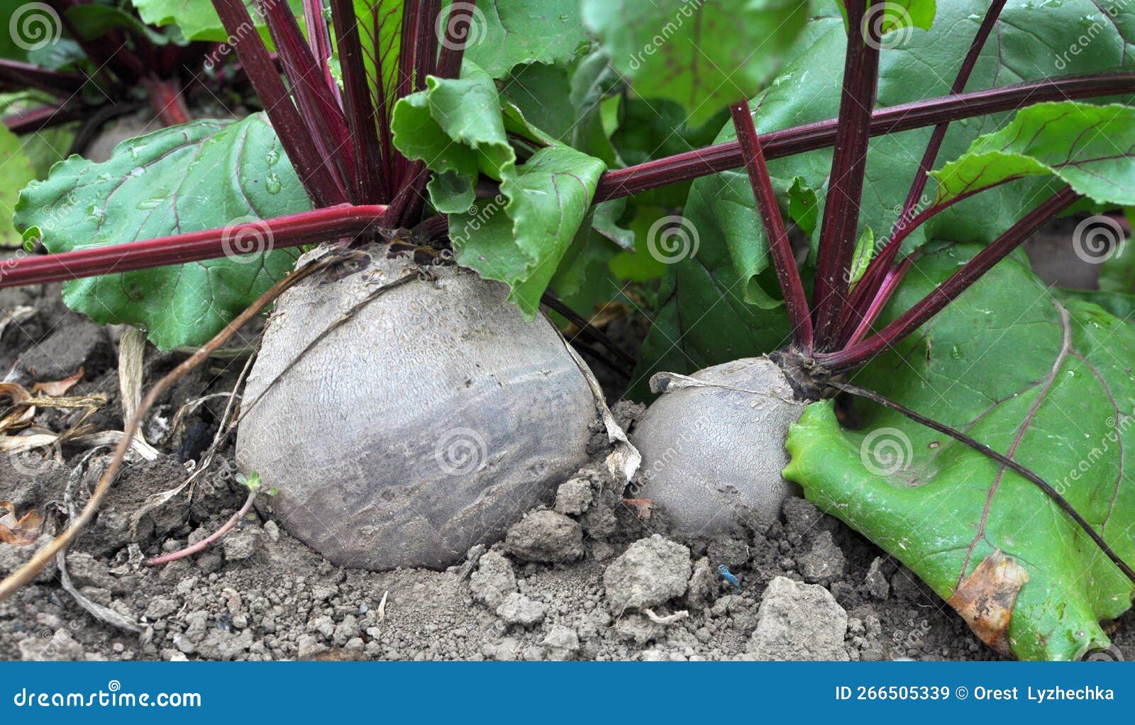 Table Red Beets Grow in Open Organic Soil Stock Image - Image of bunch ...