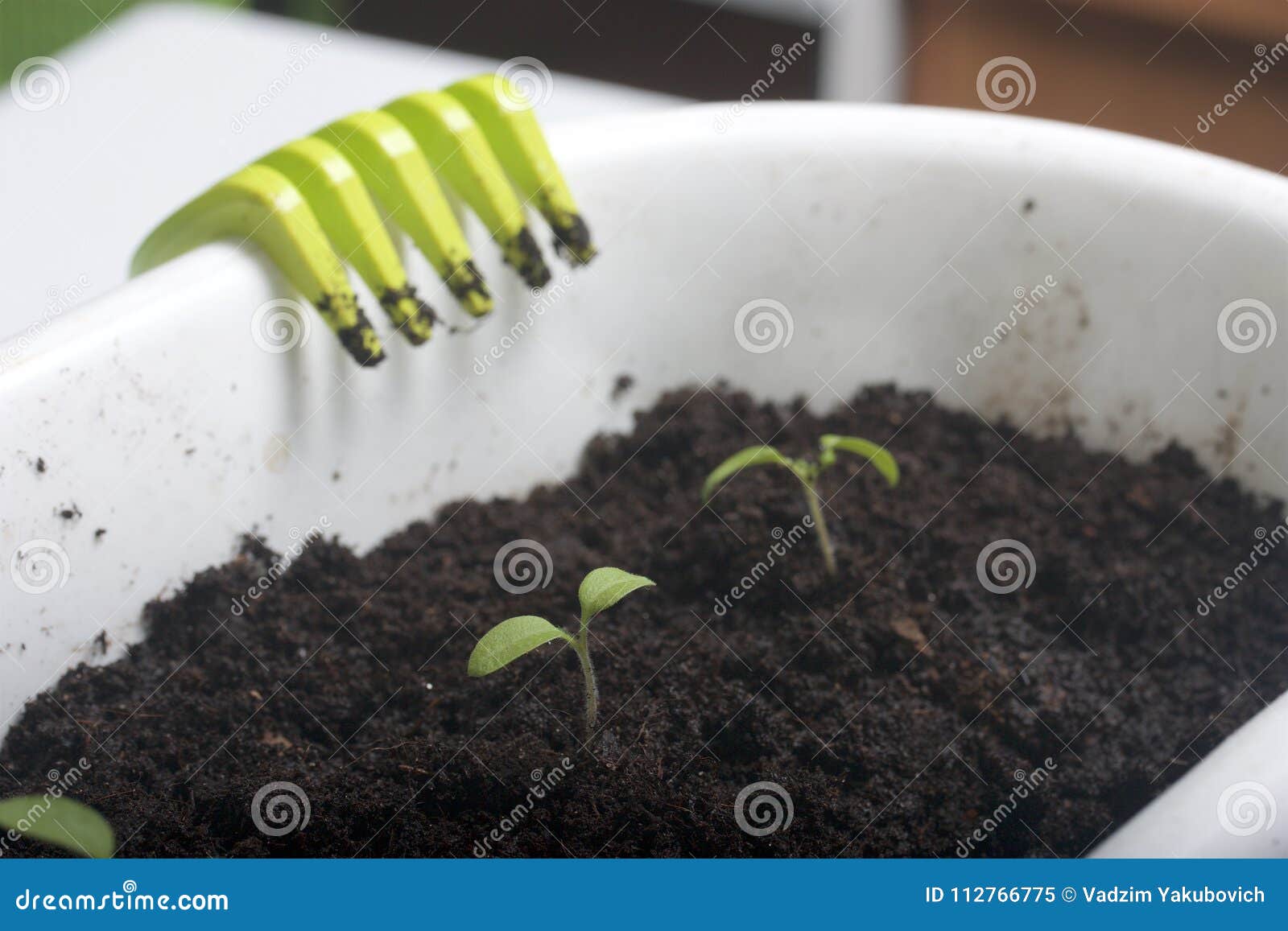 On the Table is a Seedling in Containers. on the Pot Hung a Rake for ...