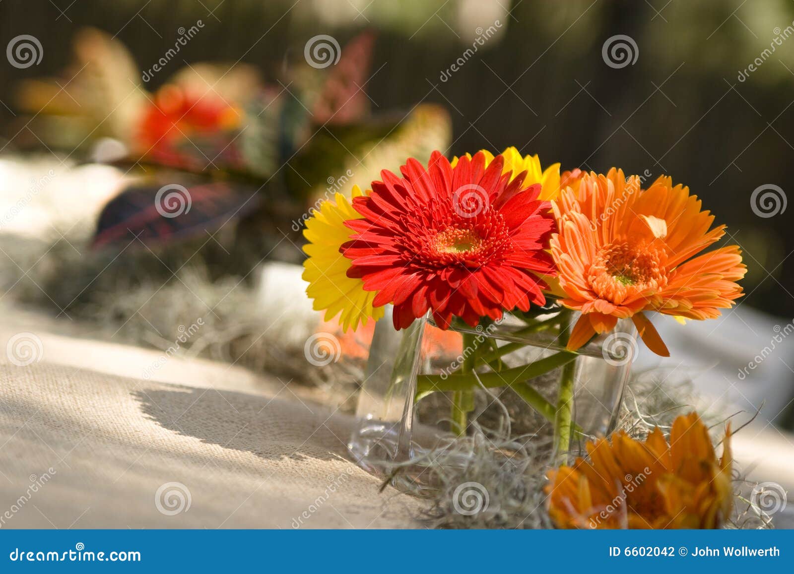 Table setting of daisies stock photo. Image of daisy, gerber - 6602042
