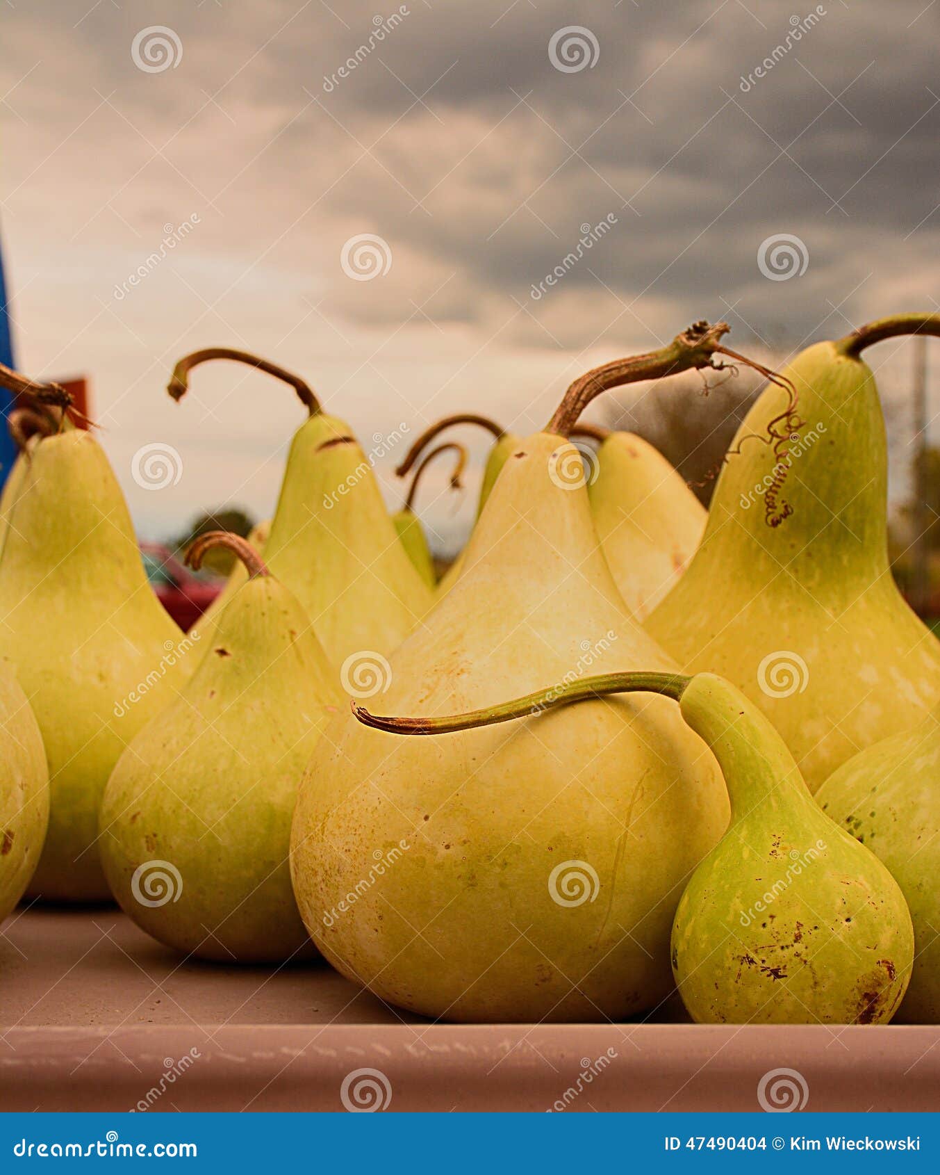 A Table of Soft Squash Under and Overcast Autumn Sky Stock Photo ...