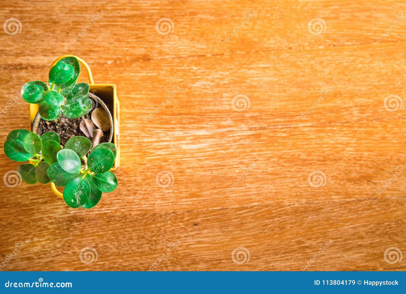 Table Top View of Small Tree on Brown Wood Stock Image - Image of ...