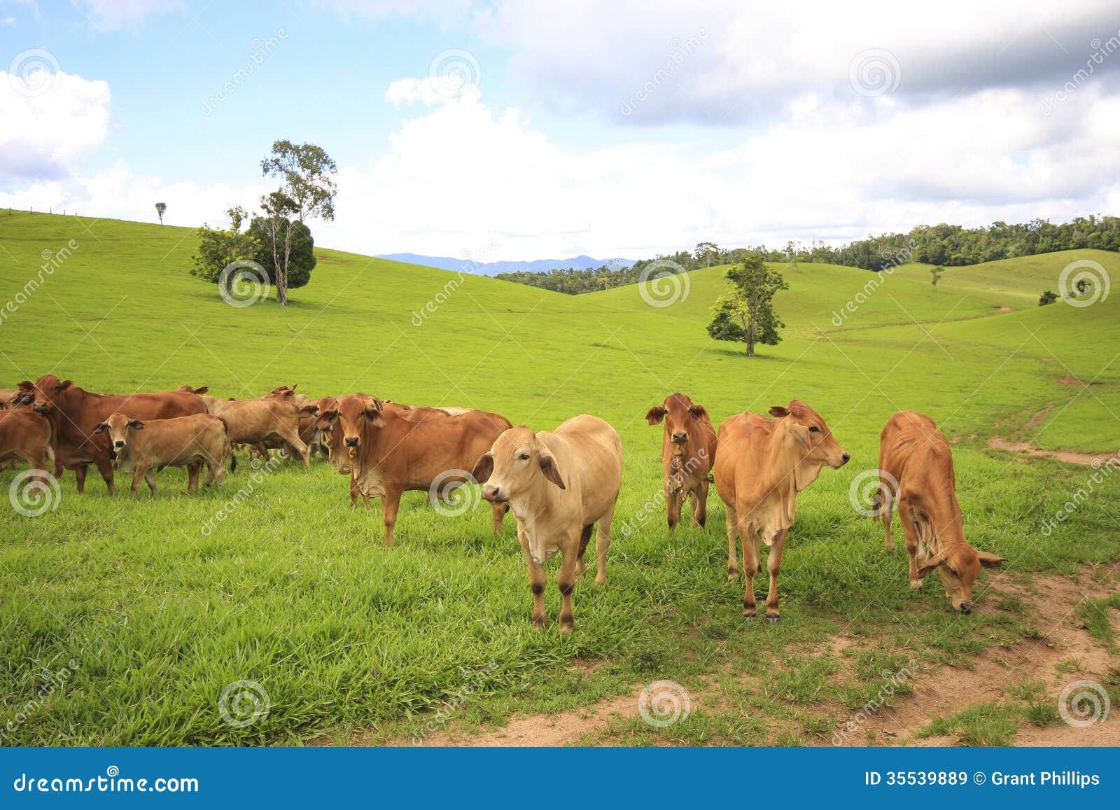 Tableland cattle stock image. Image of fence, queensland - 35539889