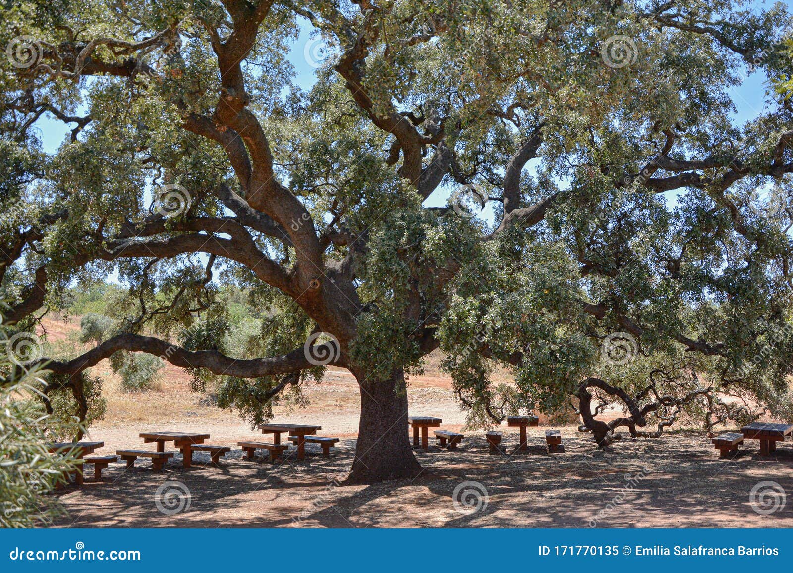 Tables and Benches To Eat Under a Huge Tree Stock Image - Image of ...