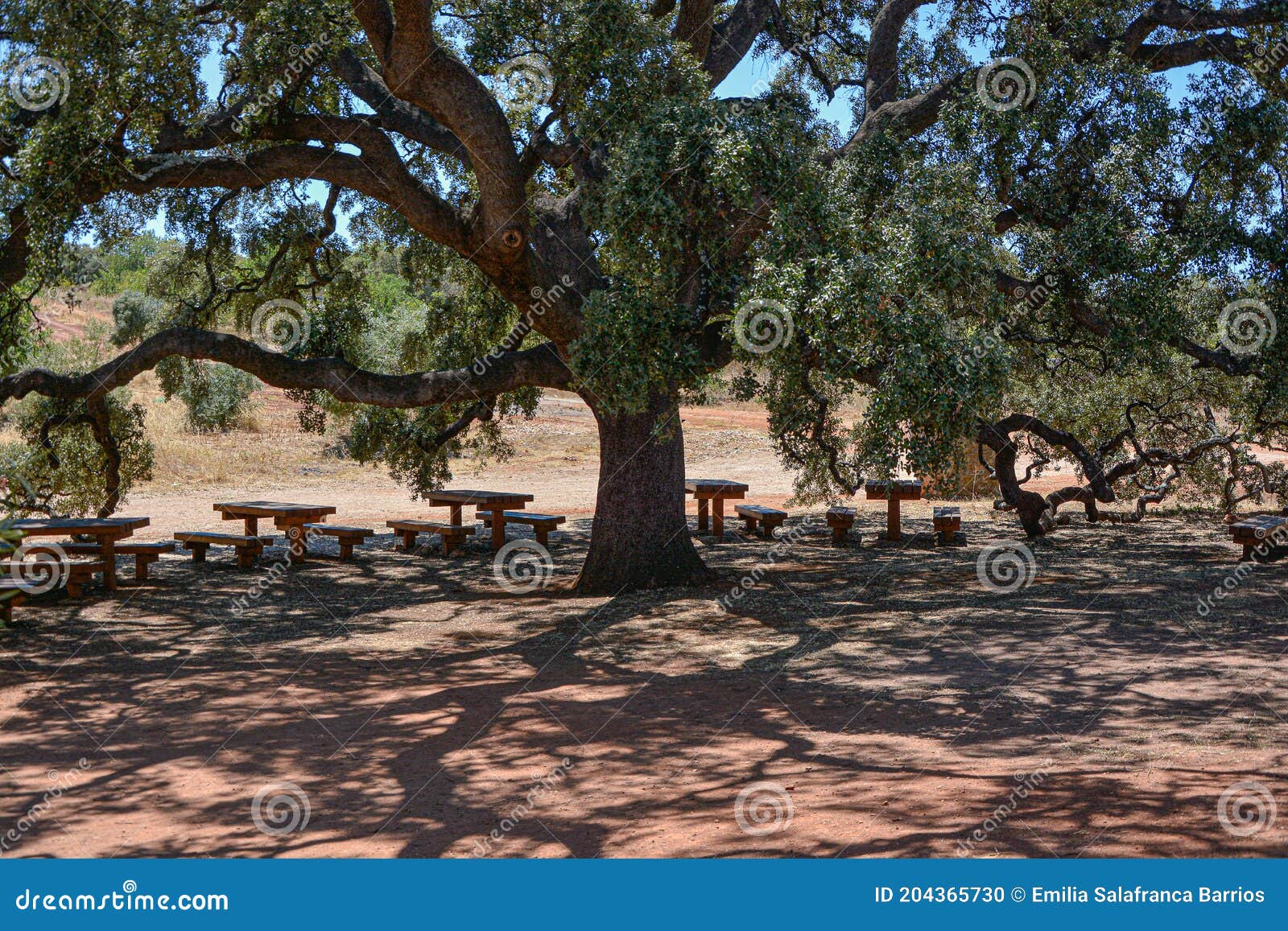 Tables and Benches To Eat Under a Huge Tree Stock Photo - Image of ...