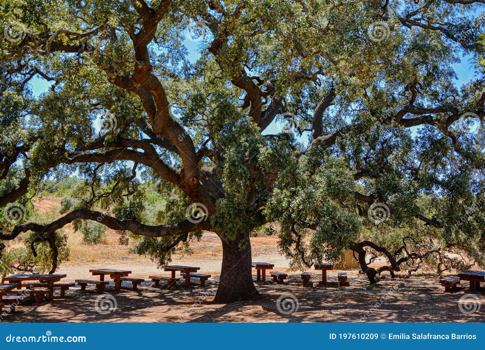Tables and Benches To Eat Under a Huge Tree Stock Image - Image of area ...