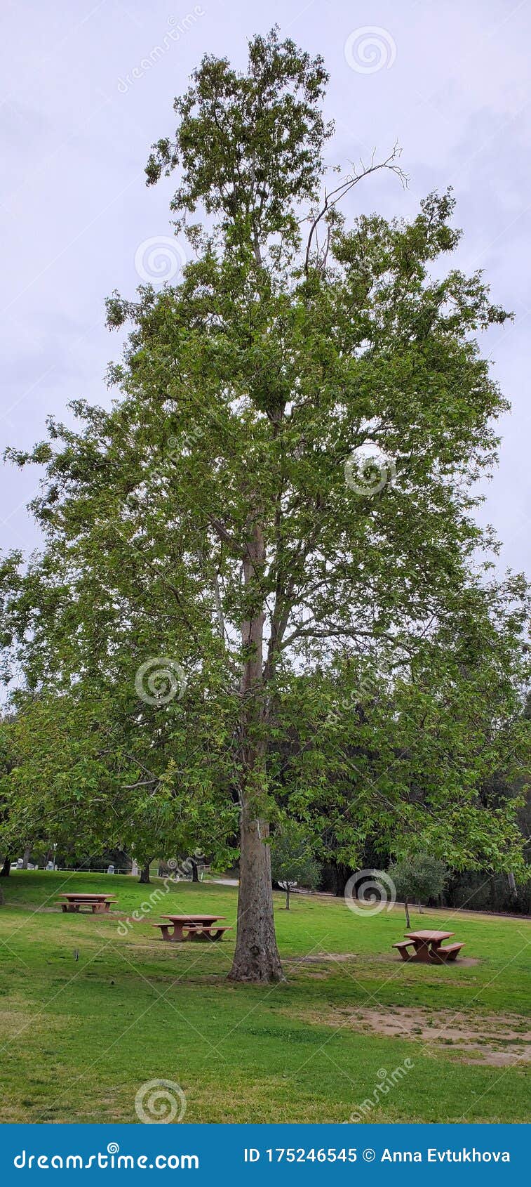 Tables in the Park Under a Tree Stock Image - Image of tree, garden ...