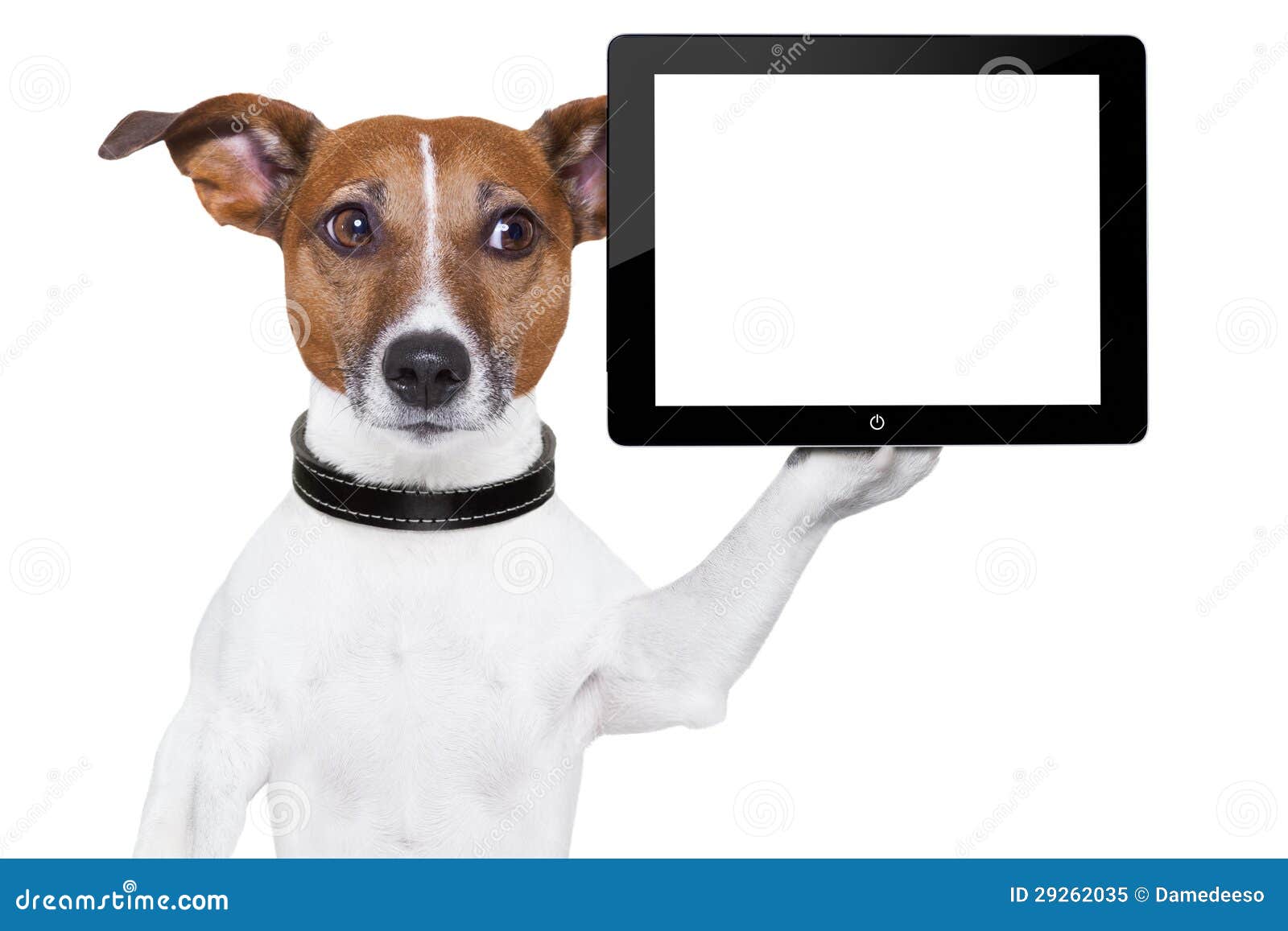Tablet pc dog stock image. Image of isolated, notebook - 29262035