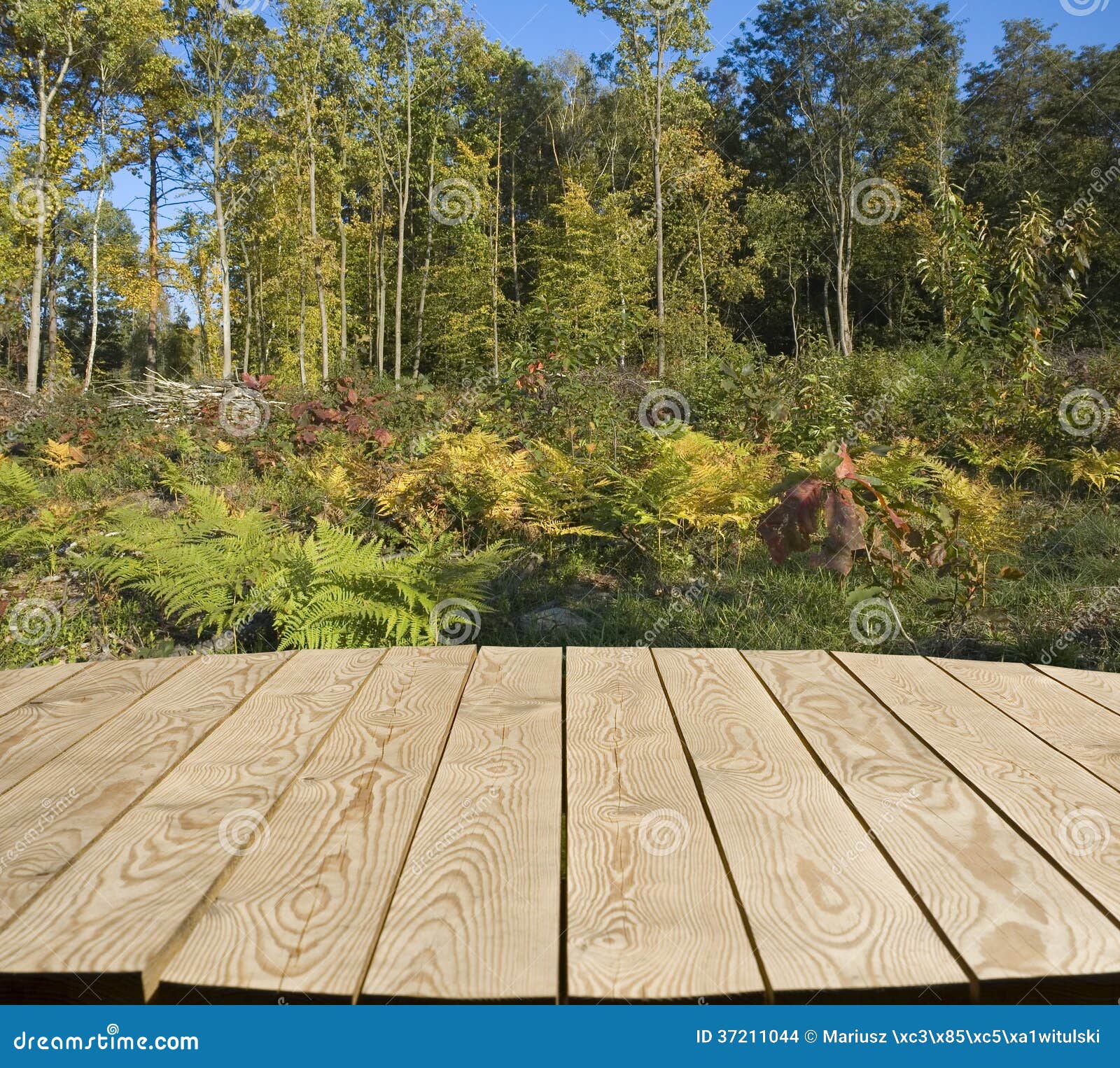 Tabletop with Deciduous Forest Stock Photo - Image of glade, forest ...