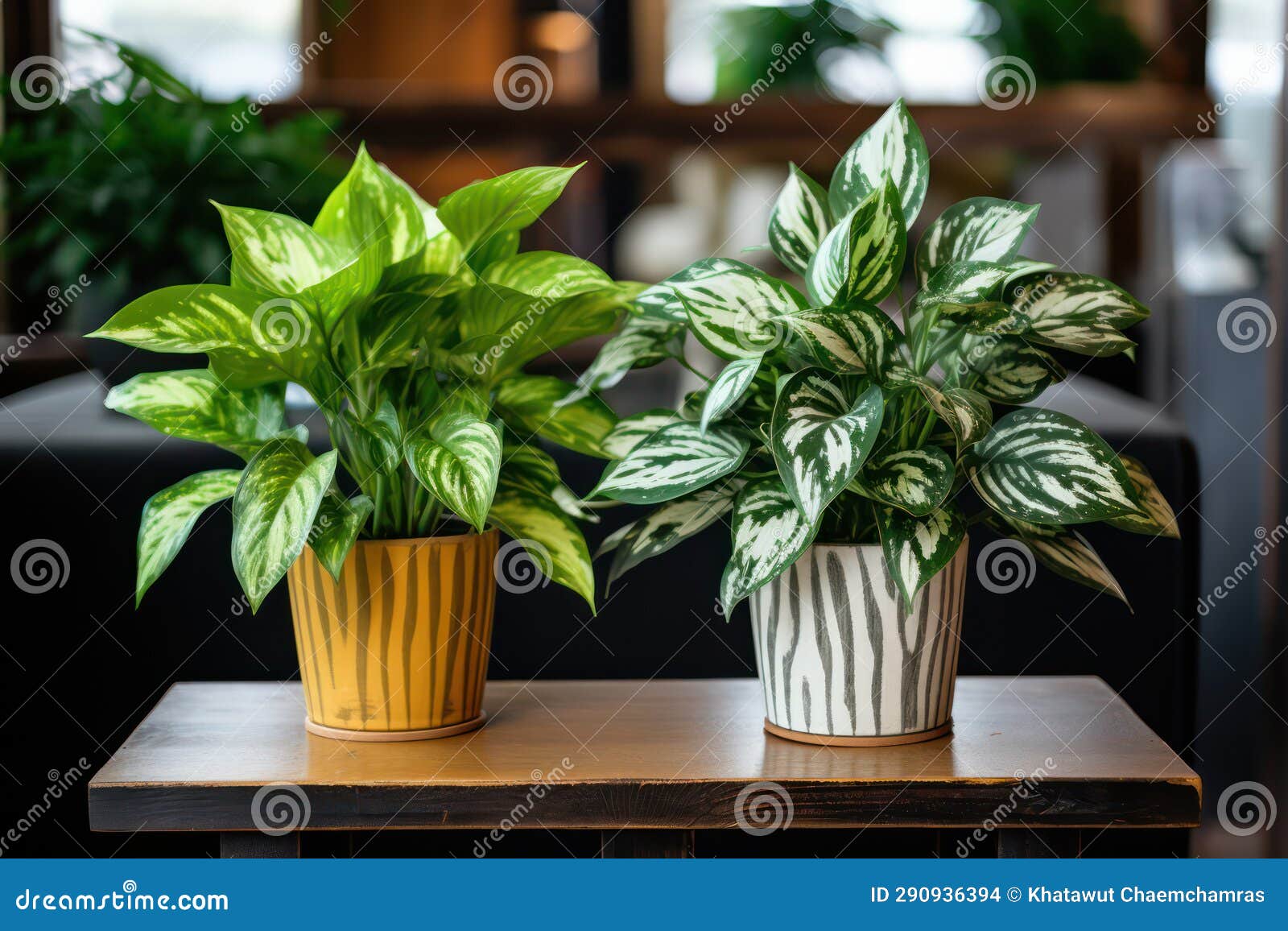 Tabletop Greenery: Small Potted Plants Perched on a Table, Bringing a ...