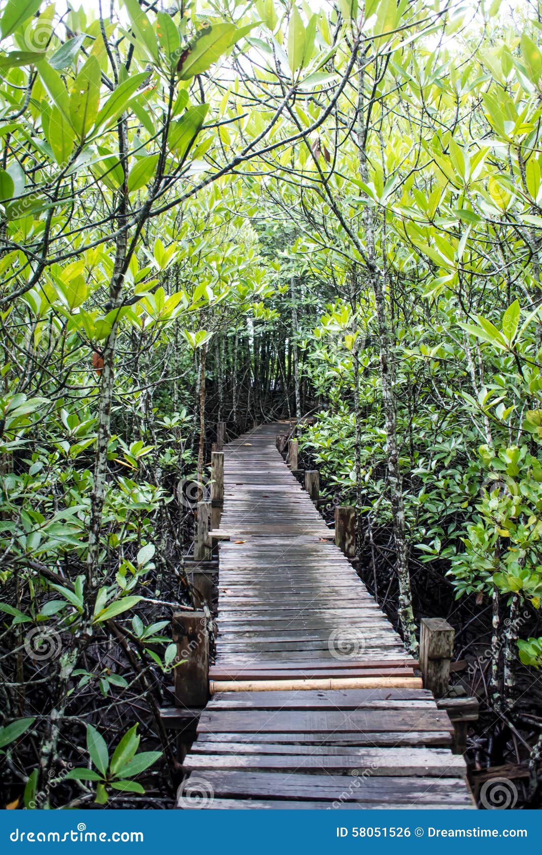 Taboon plant forest stock photo. Image of scene, beautiful - 58051526