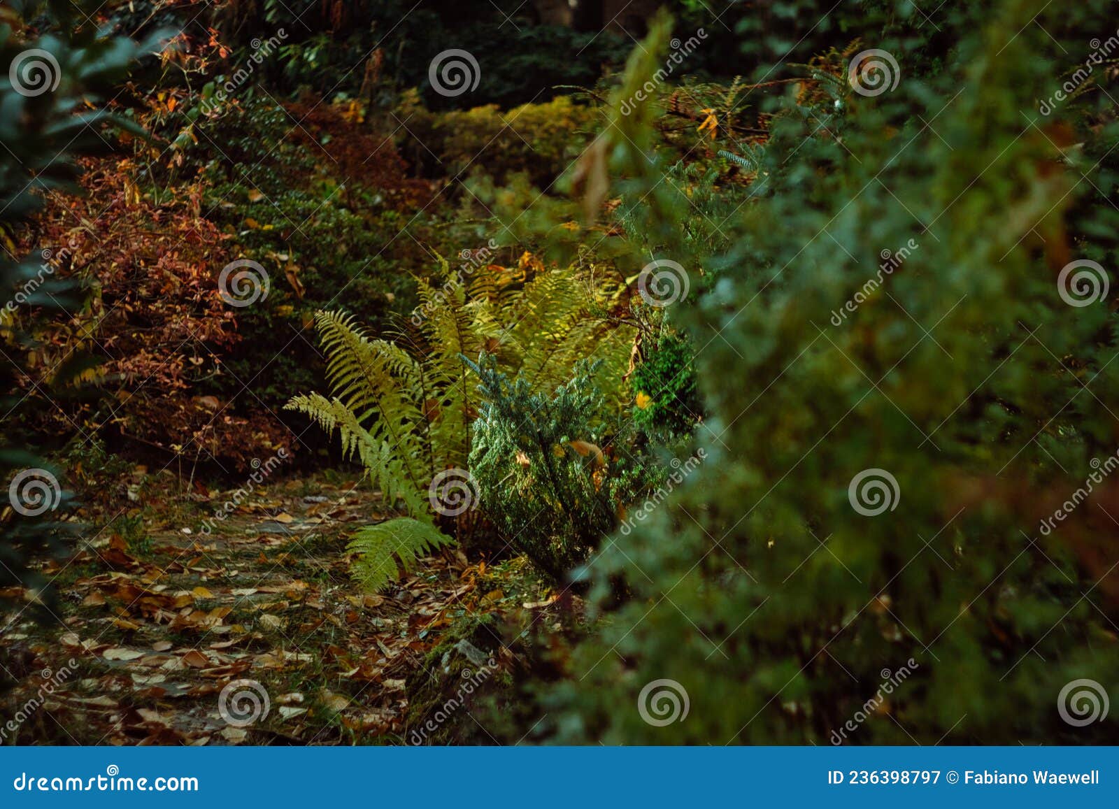 Tabor Botanical Garden Morning Winter Stock Image - Image of steeple ...