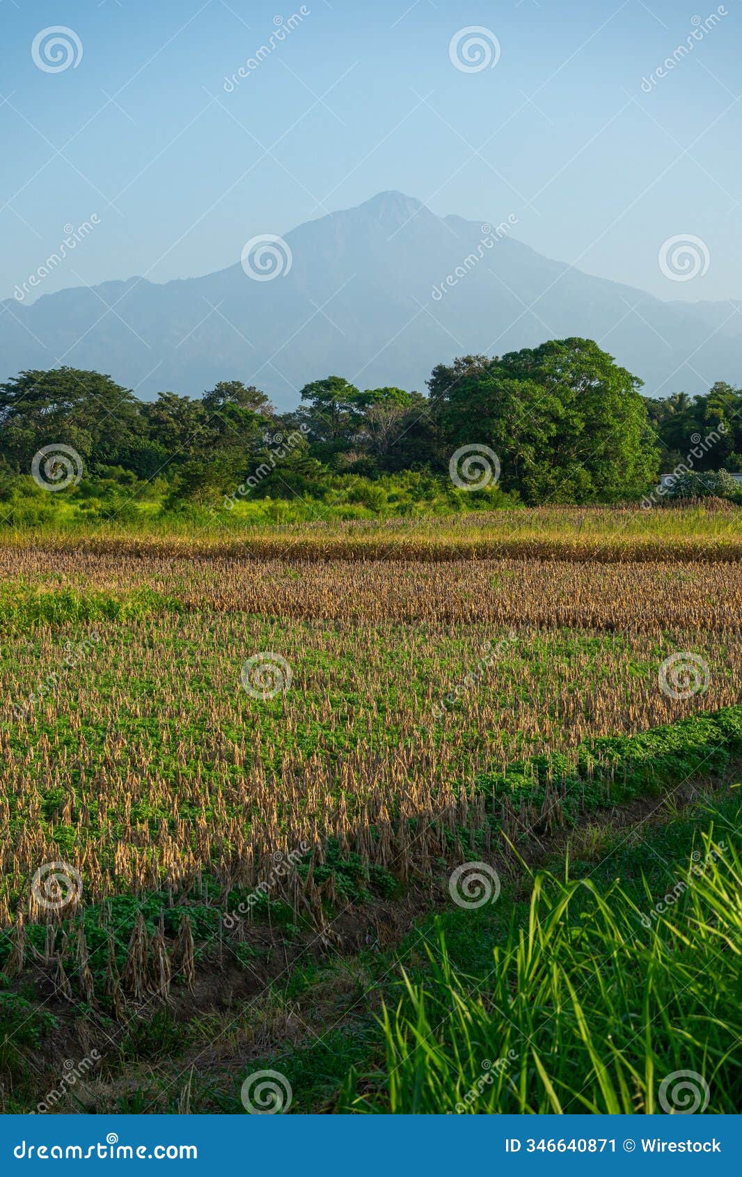 Tacana Volcano from Corn Fields in Chiapas Stock Image - Image of ...