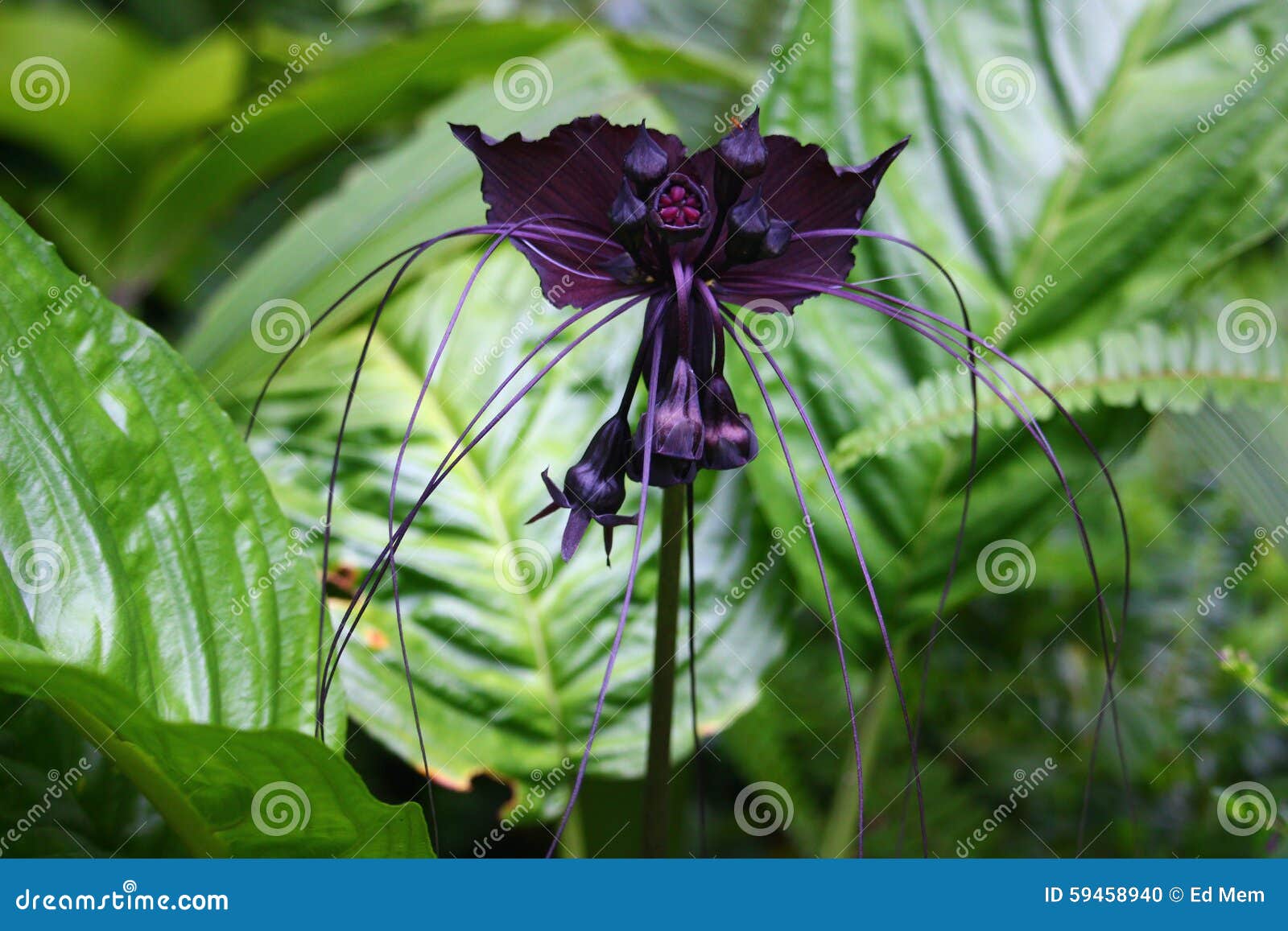 Tacca Chantrieri - Black Bat Flower Stock Photo - Image of black ...