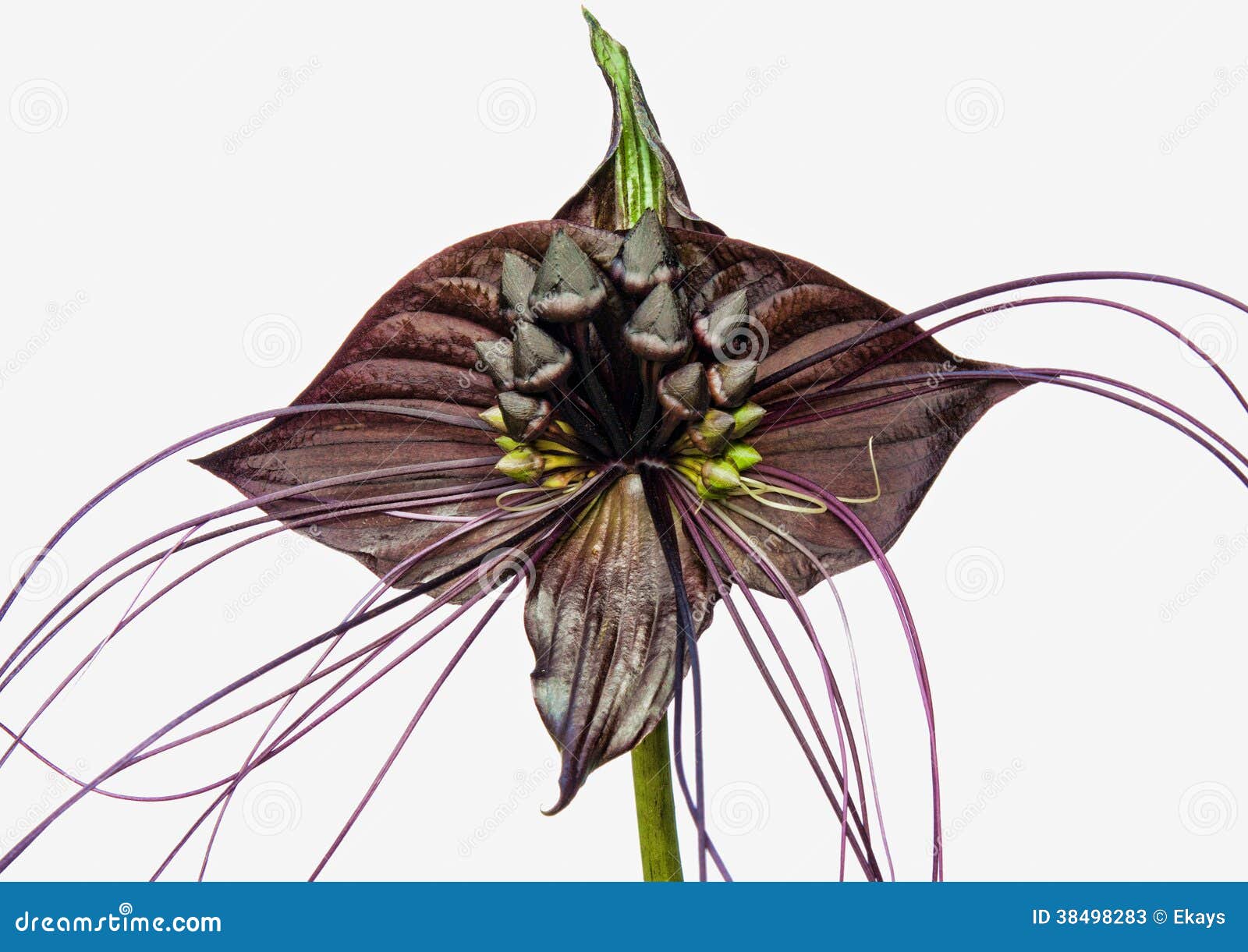 Tacca Chantrieri Schlägerblume Stockbild - Bild von ungewöhnlich ...