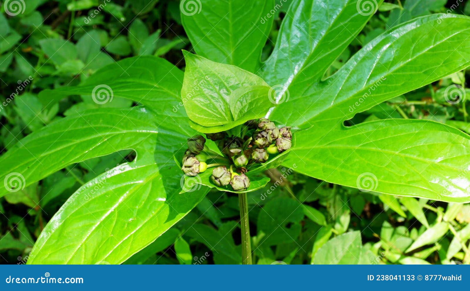 Tacca palmata stock image. Image of fruit, gradations - 238041133