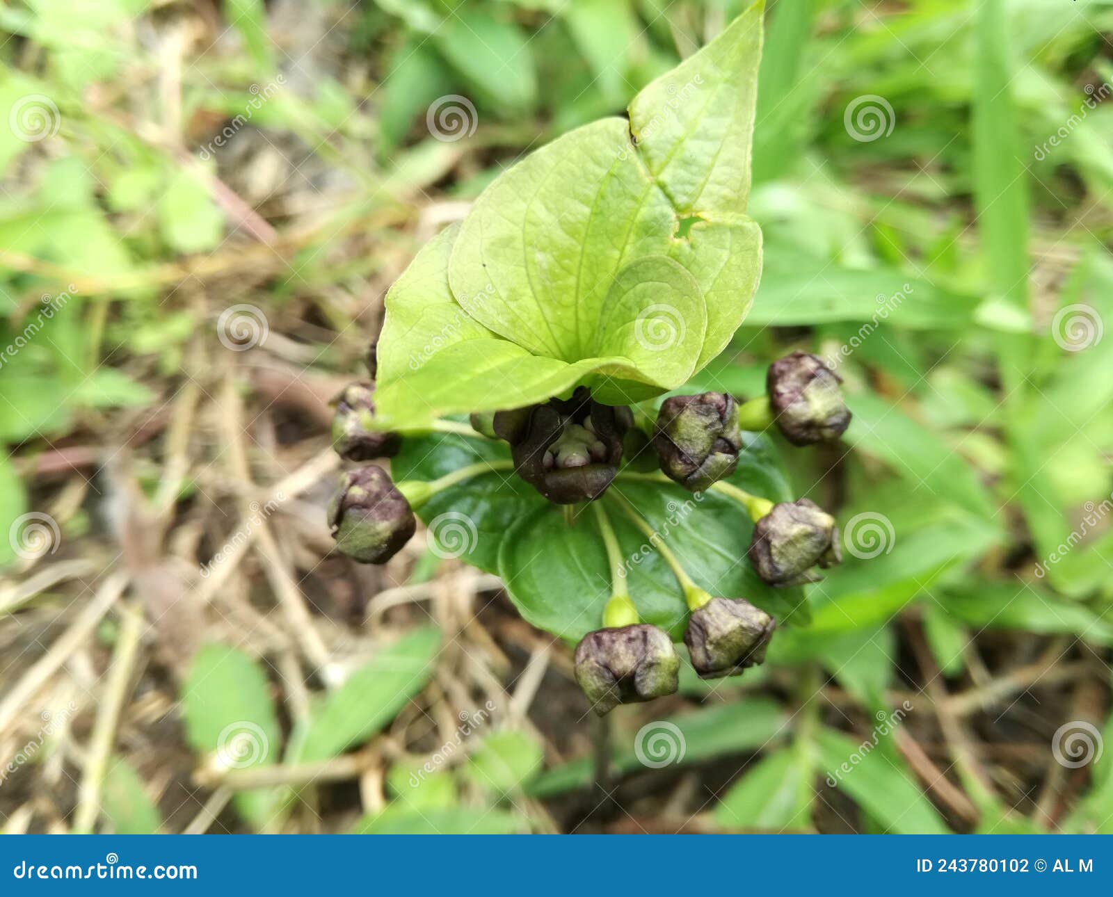 A Tacca Palmata Fruit in the Garden Stock Photo - Image of outdoor ...