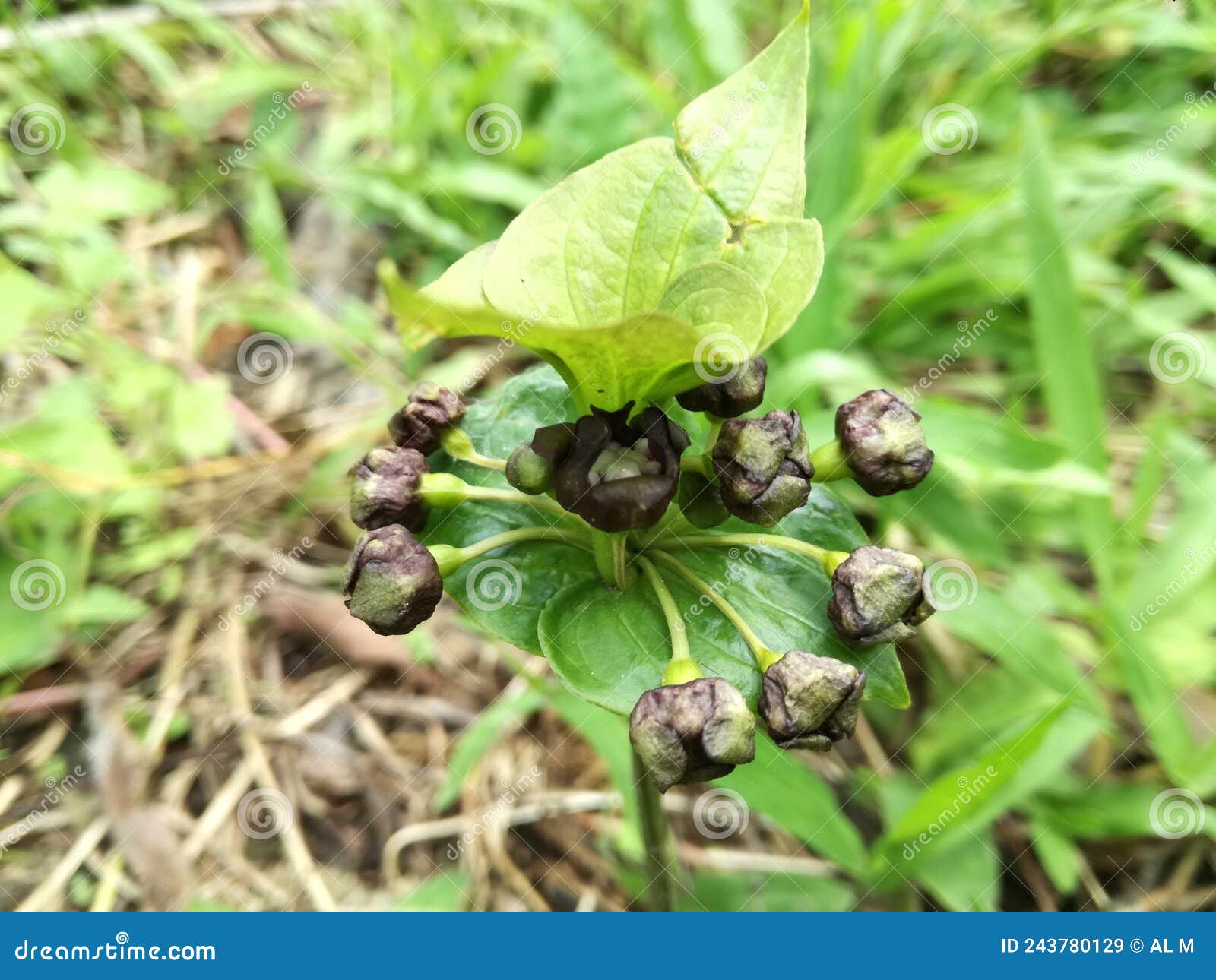 A Tacca Palmata Fruit in the Garden Stock Image - Image of tacca ...