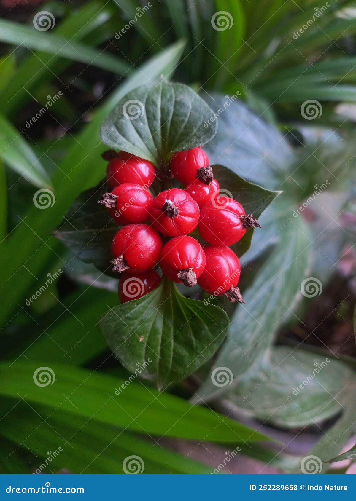 Tacca Palmata Fruits stock photo. Image of plant, palmata - 252289658