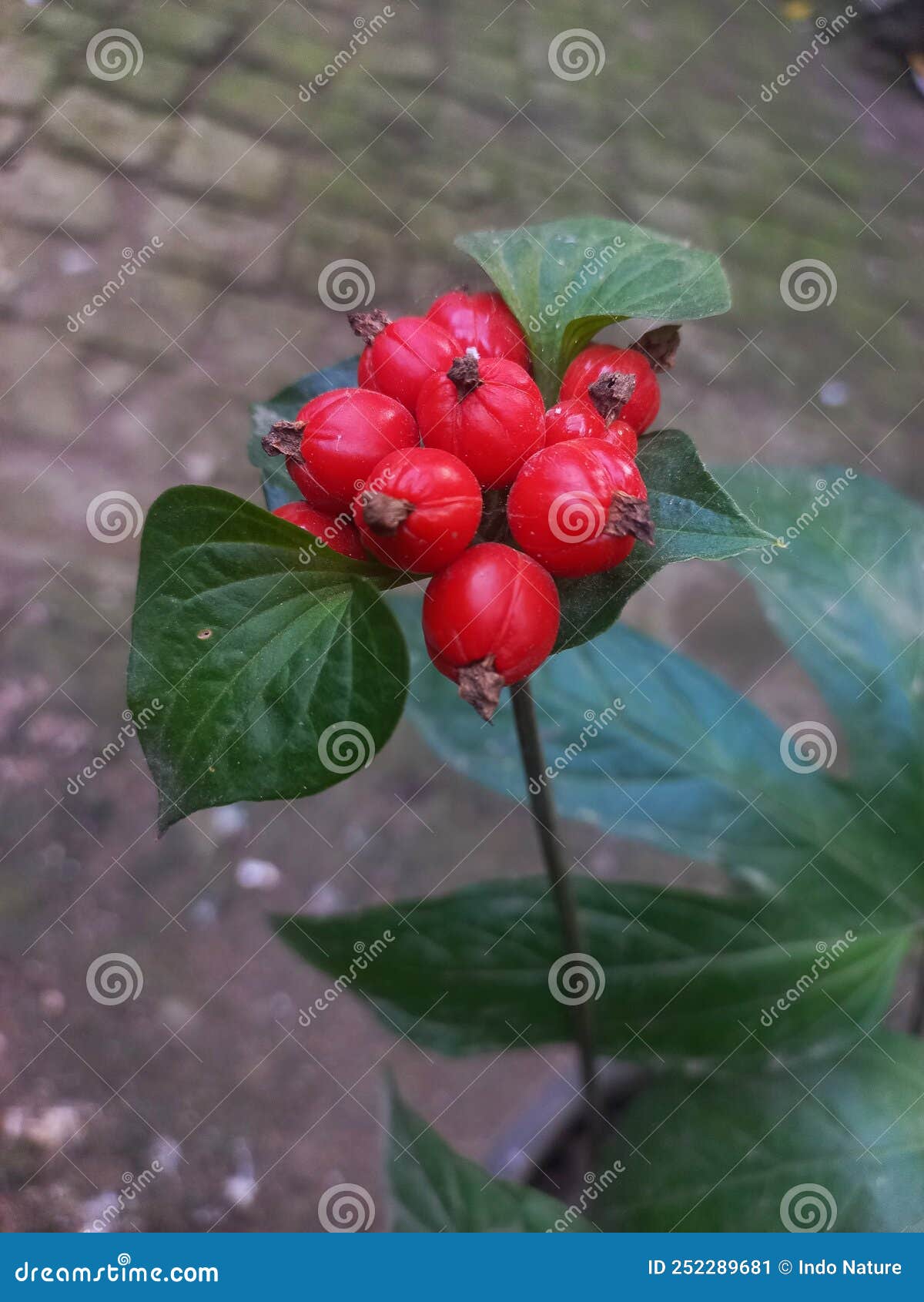 Tacca Palmata Fruits Plants Stock Image - Image of fruits, nature ...