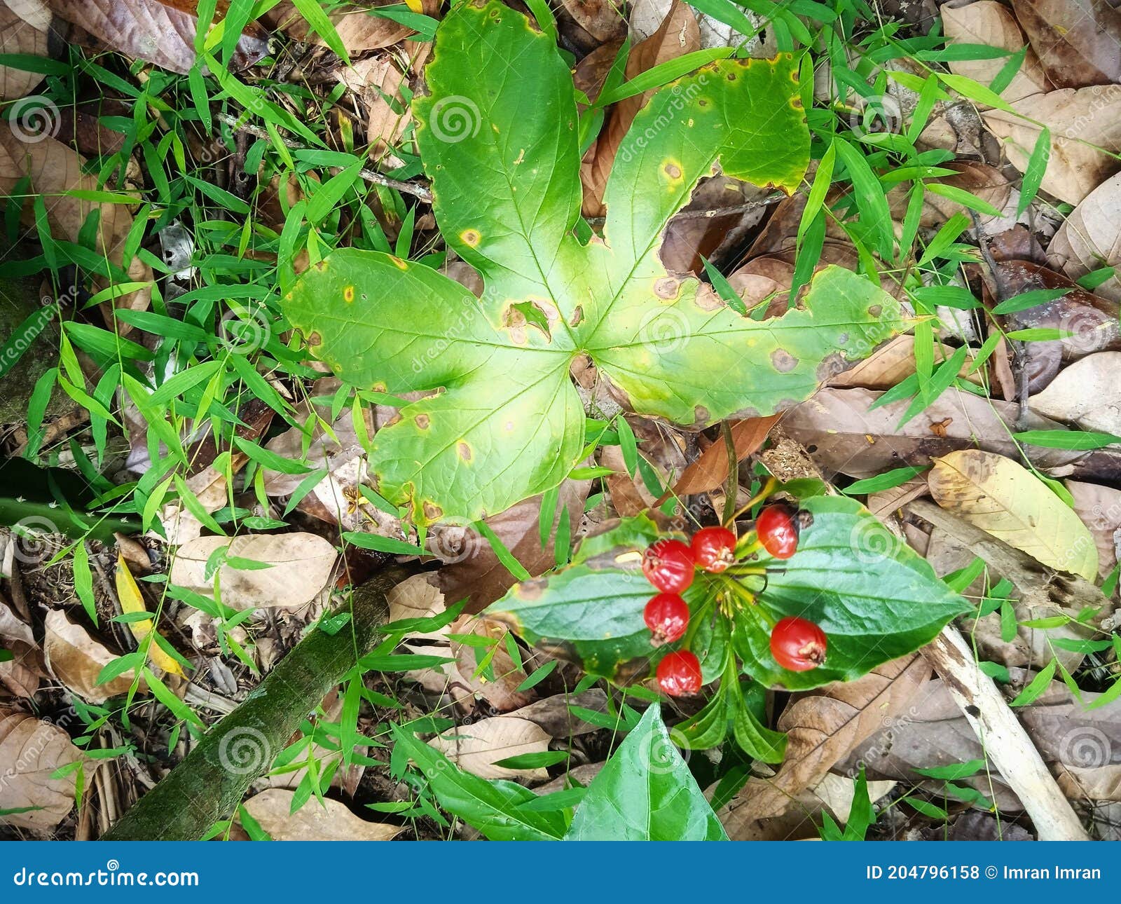 Tacca Palmata Looks Beautiful and Unique Stock Photo - Image of autumn ...