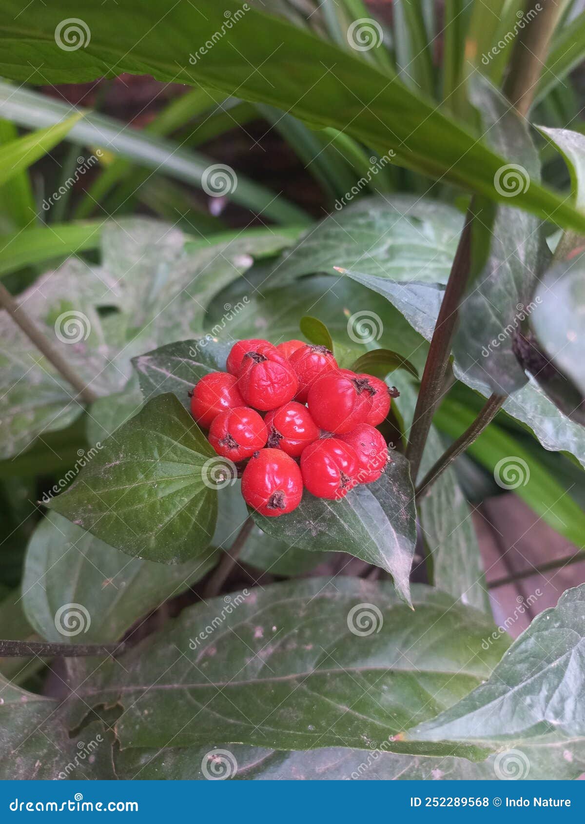 Tacca Palmata& X27;s Fruit Plant Stock Photo - Image of petal, tacca ...