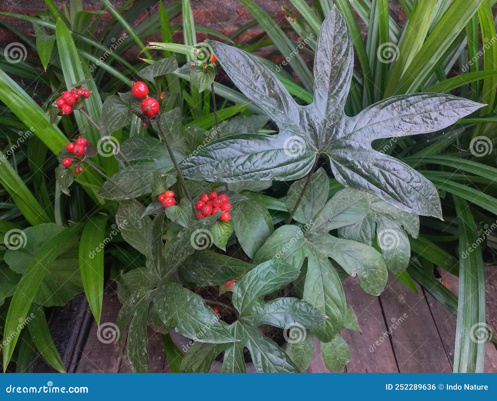 Tacca Palmata Tree Decorative or Ornamental Plant Stock Photo - Image ...