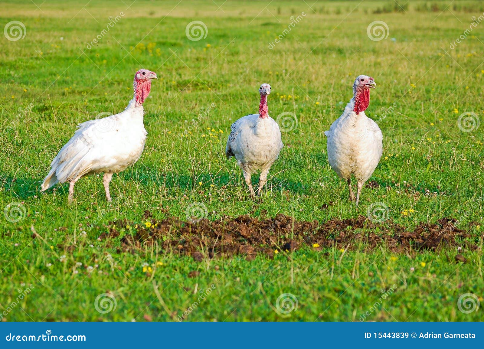 Tacchini immagine stock. Immagine di boschetto, femmina - 15443839