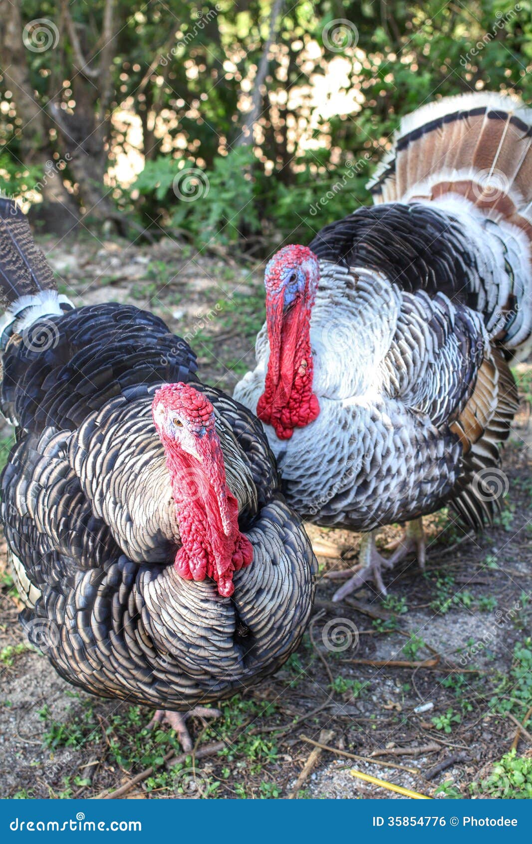 Tacchino fotografia stock. Immagine di festa, sfondo - 35854776
