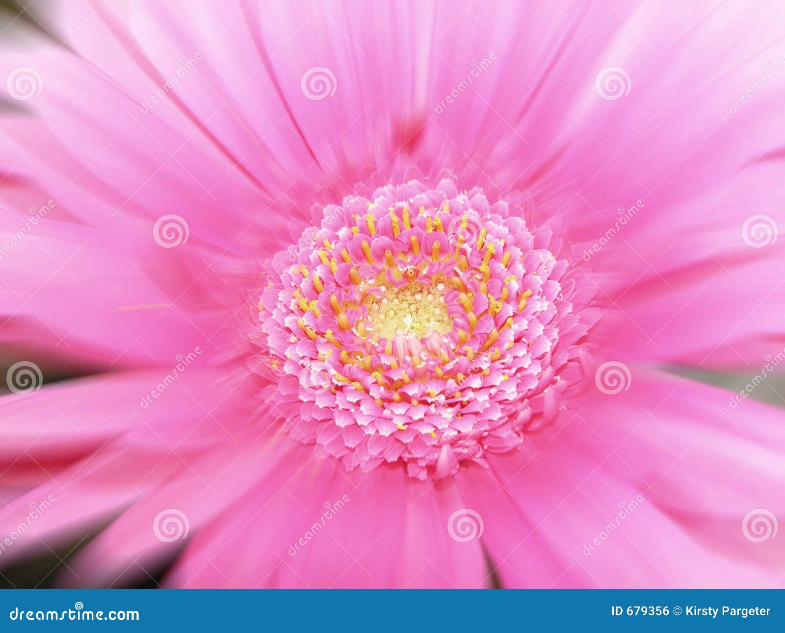 Tache floue de fleur photo stock. Image du image, pétale - 679356