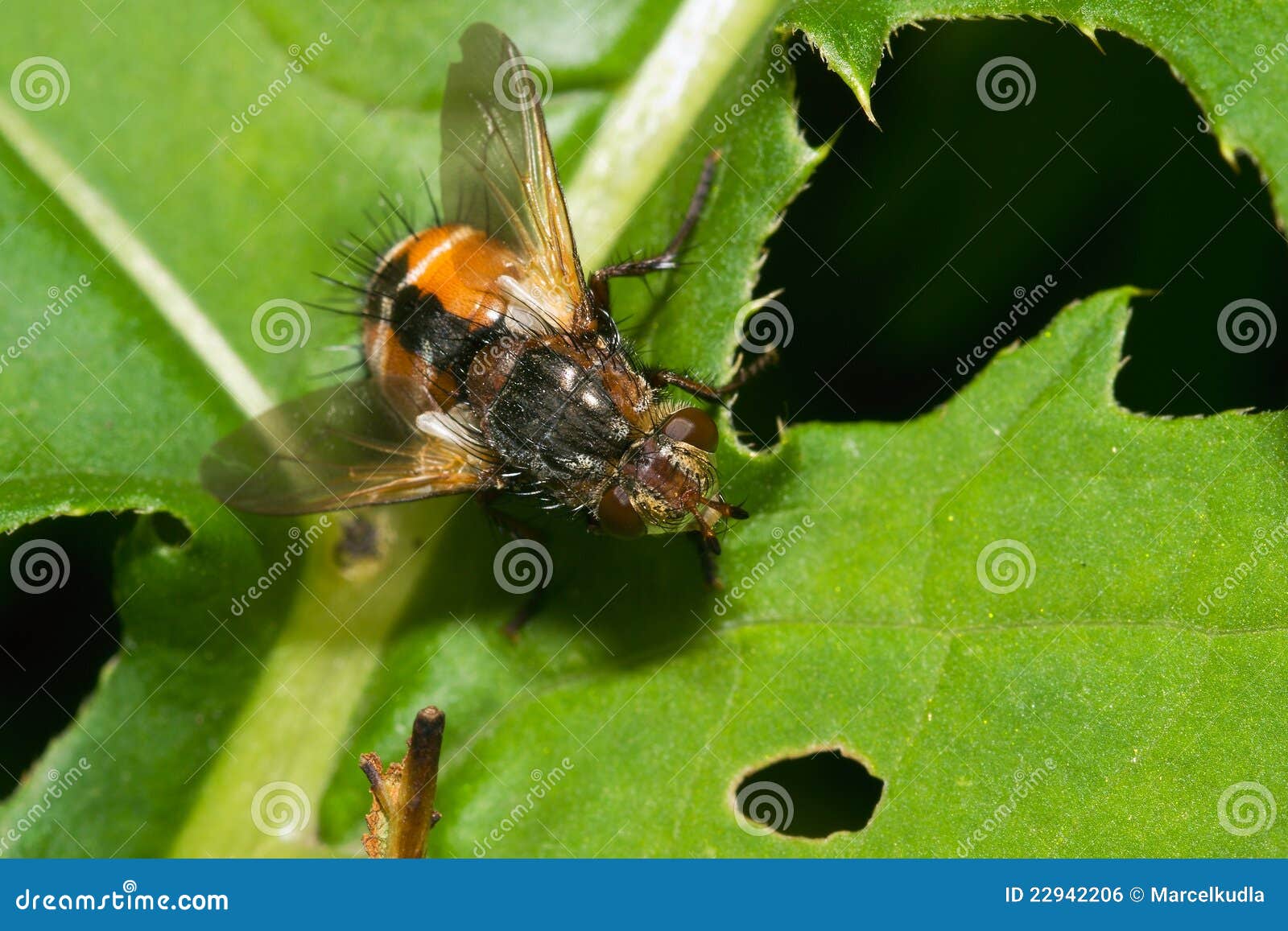 Tachina fera stock photo. Image of close, fera, green - 22942206
