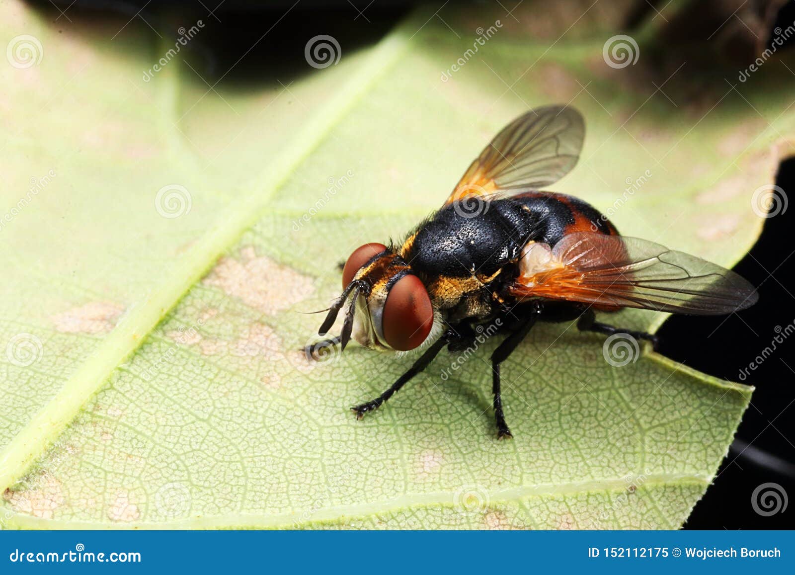 Tachina fera stock image. Image of insect, rusty, alone - 152112175