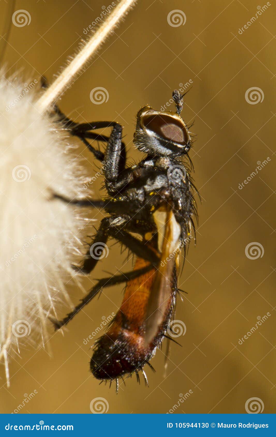 Tachinid Fluga (Cylindromyia Rufifrons) Arkivfoto - Bild av parasit ...