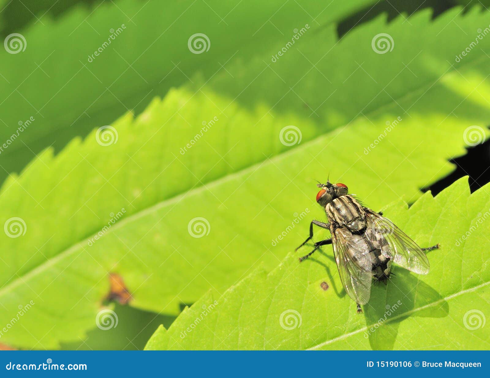 Tachinid Fly stock photo. Image of macro, perched, insect - 15190106