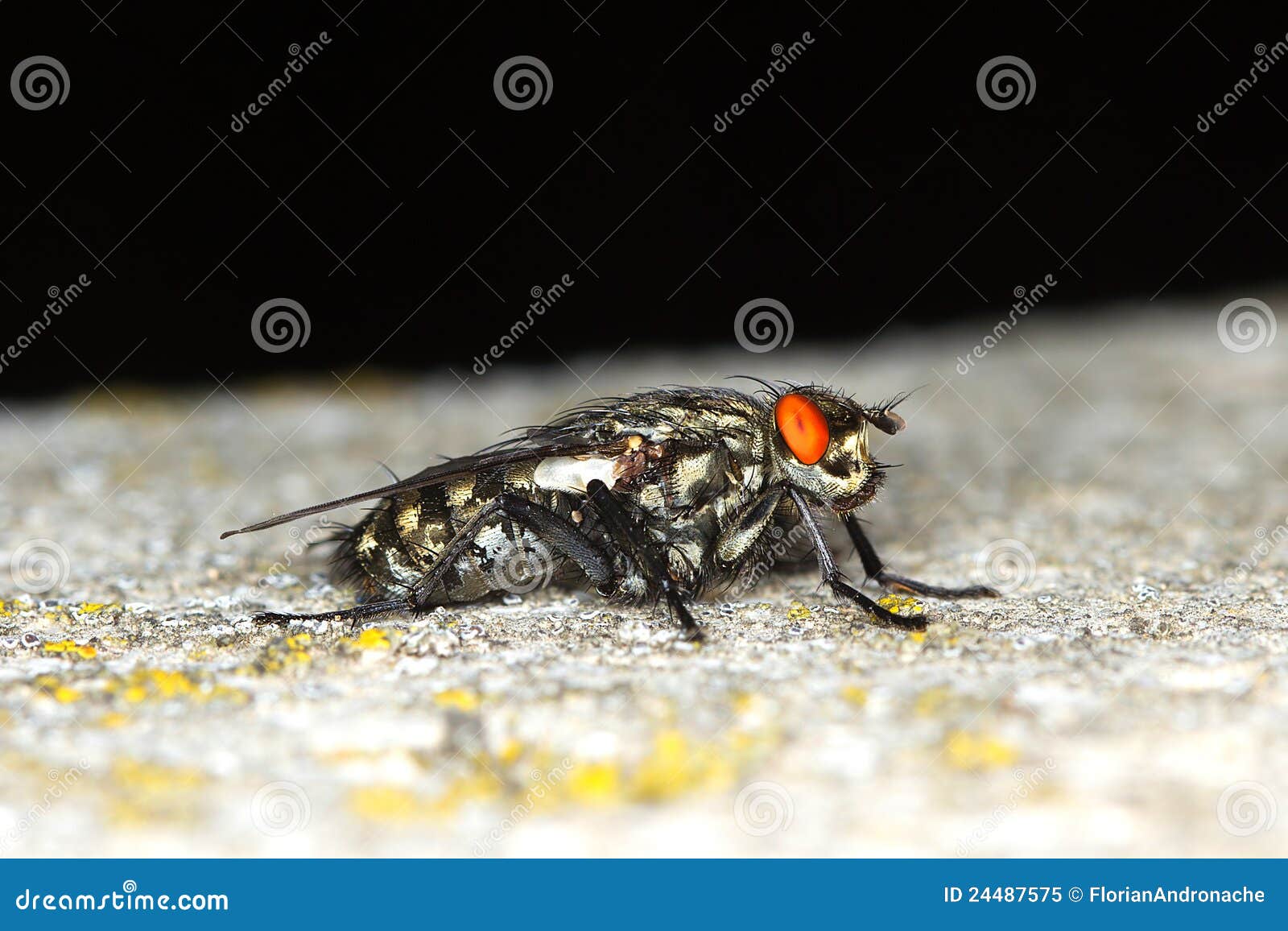 Tachinid Fly Extreme / Grey-Striped Fly / Stock Image - Image of ...