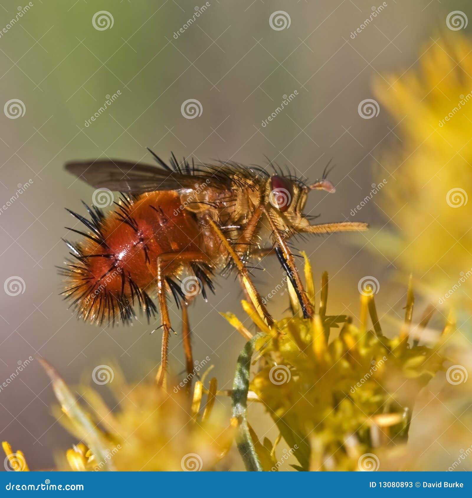 Tachinid Fly on Rabbit Brush Blossom Stock Image - Image of micro ...