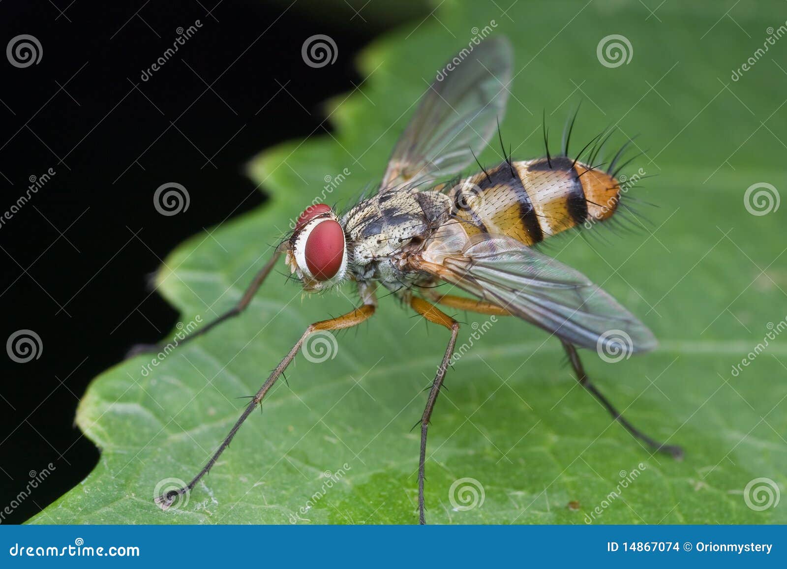 Tachinidae fly stock photo. Image of park, dexiine, grey - 14867074