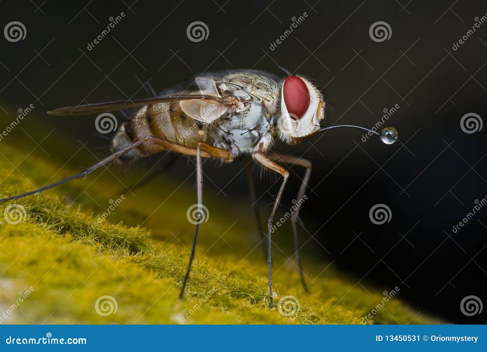 A Tachinidae Fly Blowing Bubble Stock Image - Image of green, garden ...
