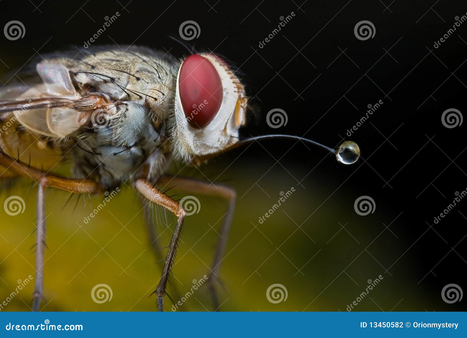 A Tachinidae Fly Blowing Bubble Stock Photo - Image of flora, grey ...