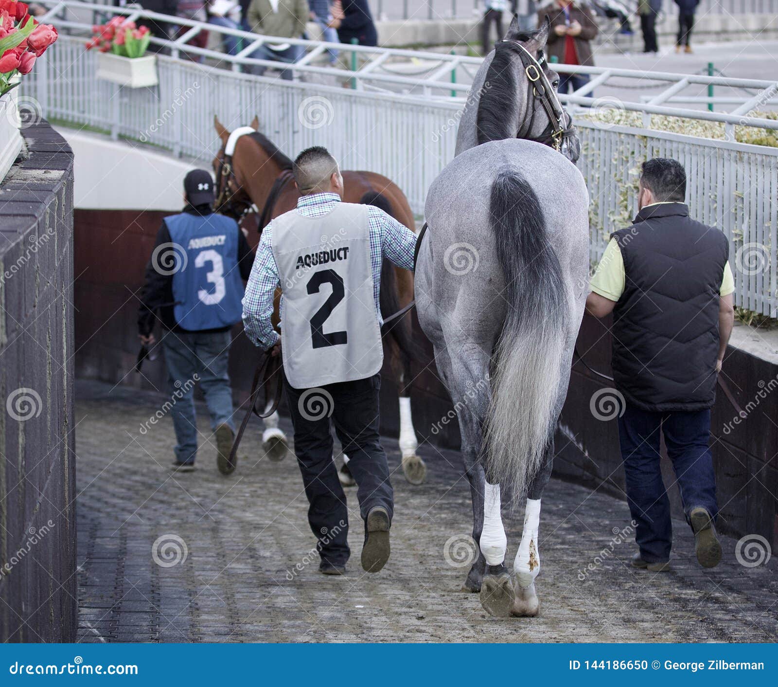 Tacitus by the Great Sire Tapit Editorial Image - Image of racehorse ...