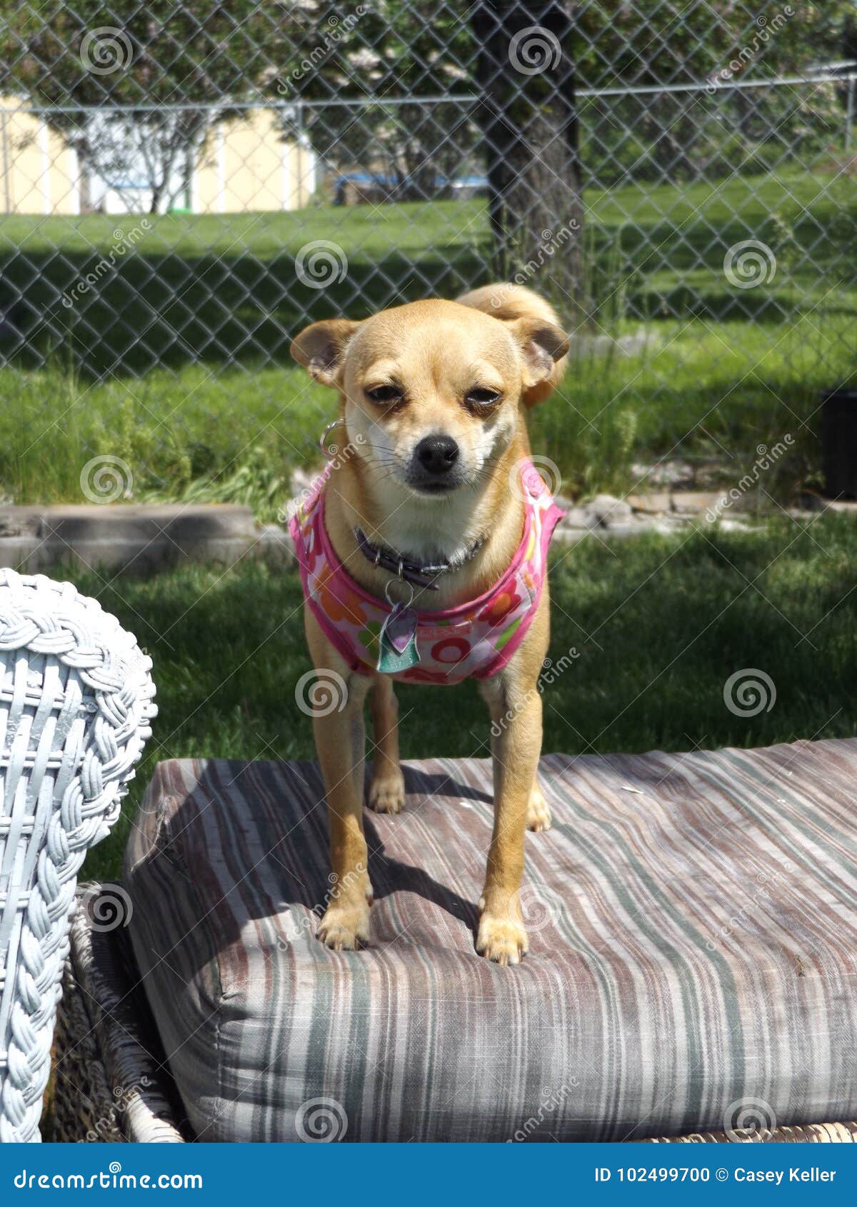 Taco Bell Fastidia El Perro Foto de archivo - Imagen de taco, visitante ...