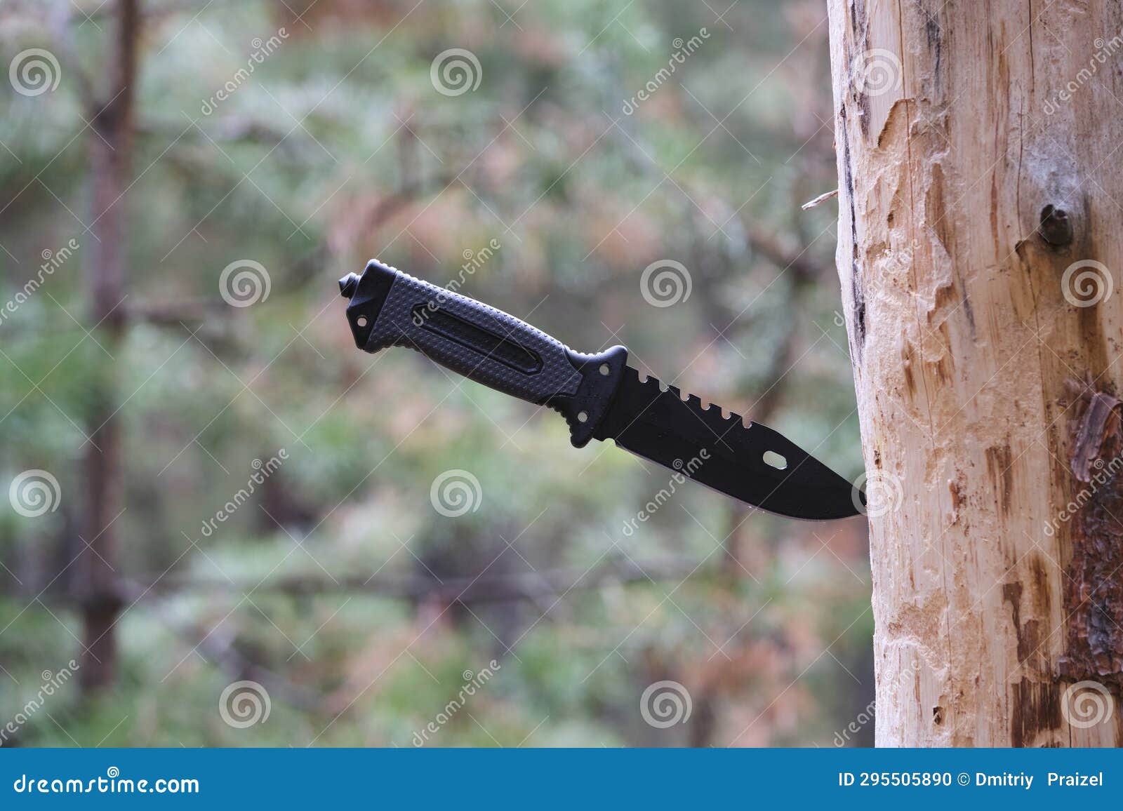 Tactical Hunting Knife is Stuck into Trunk Dead Tree. Stock Photo ...