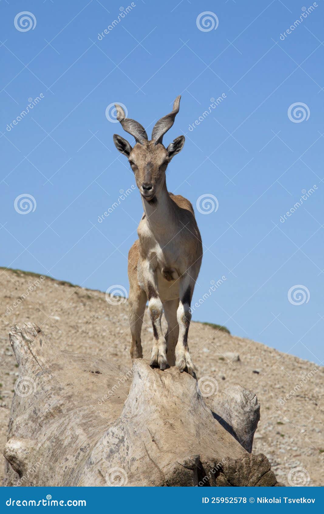 Tadjik Markhor stock photo. Image of mammal, cliff, wilderness - 25952578