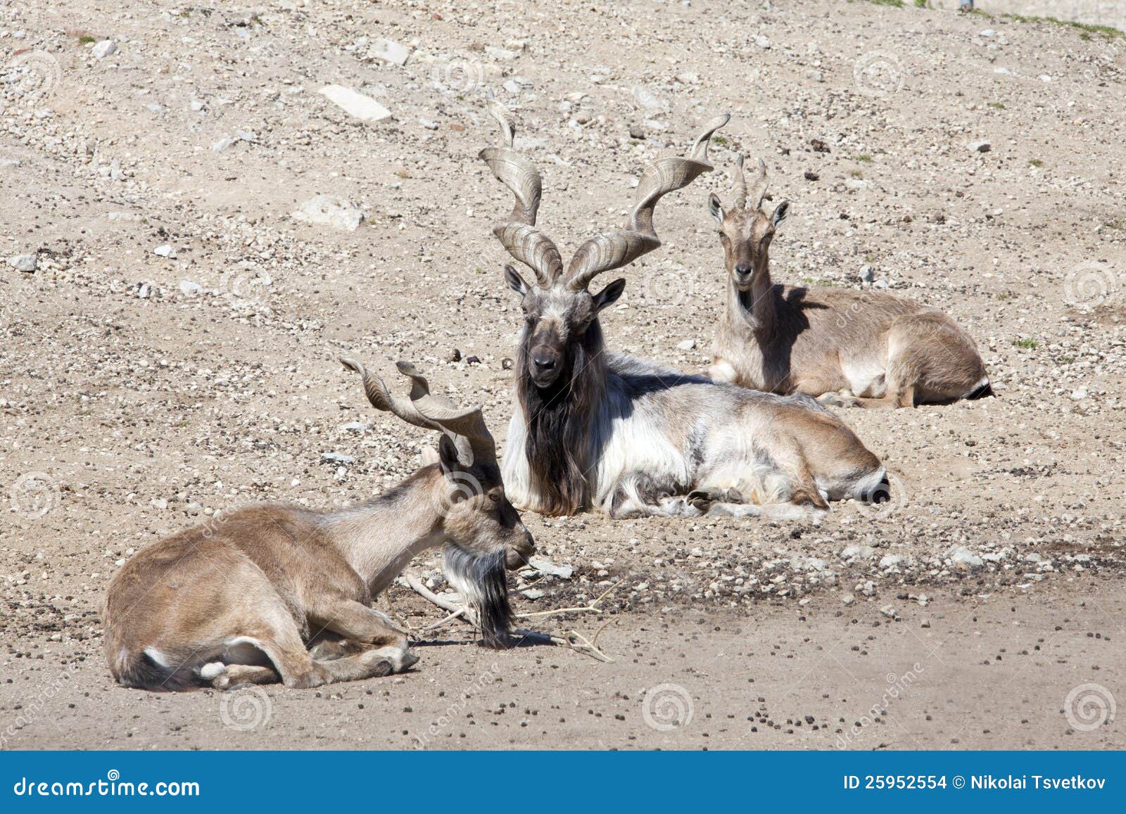 Tadjik Markhors stock photo. Image of mammal, ibex, summer - 25952554