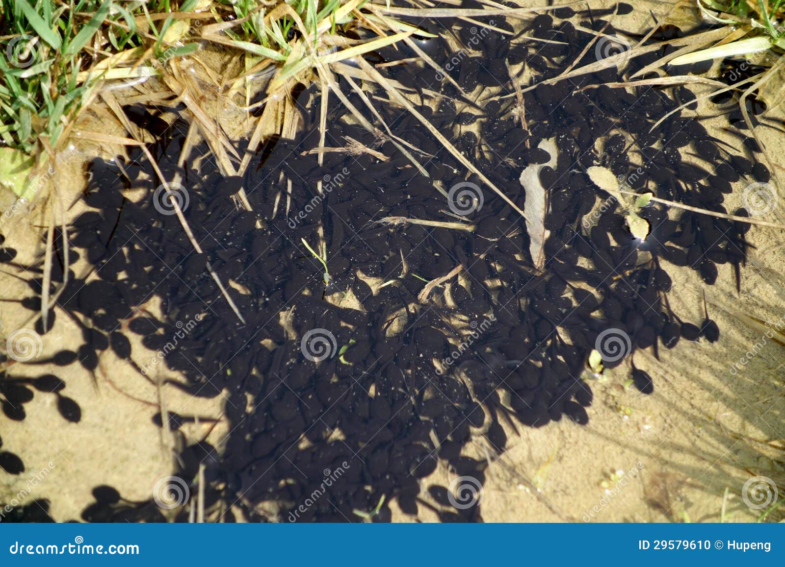 Tadpole stock photo. Image of reptiles, group, reptile - 29579610