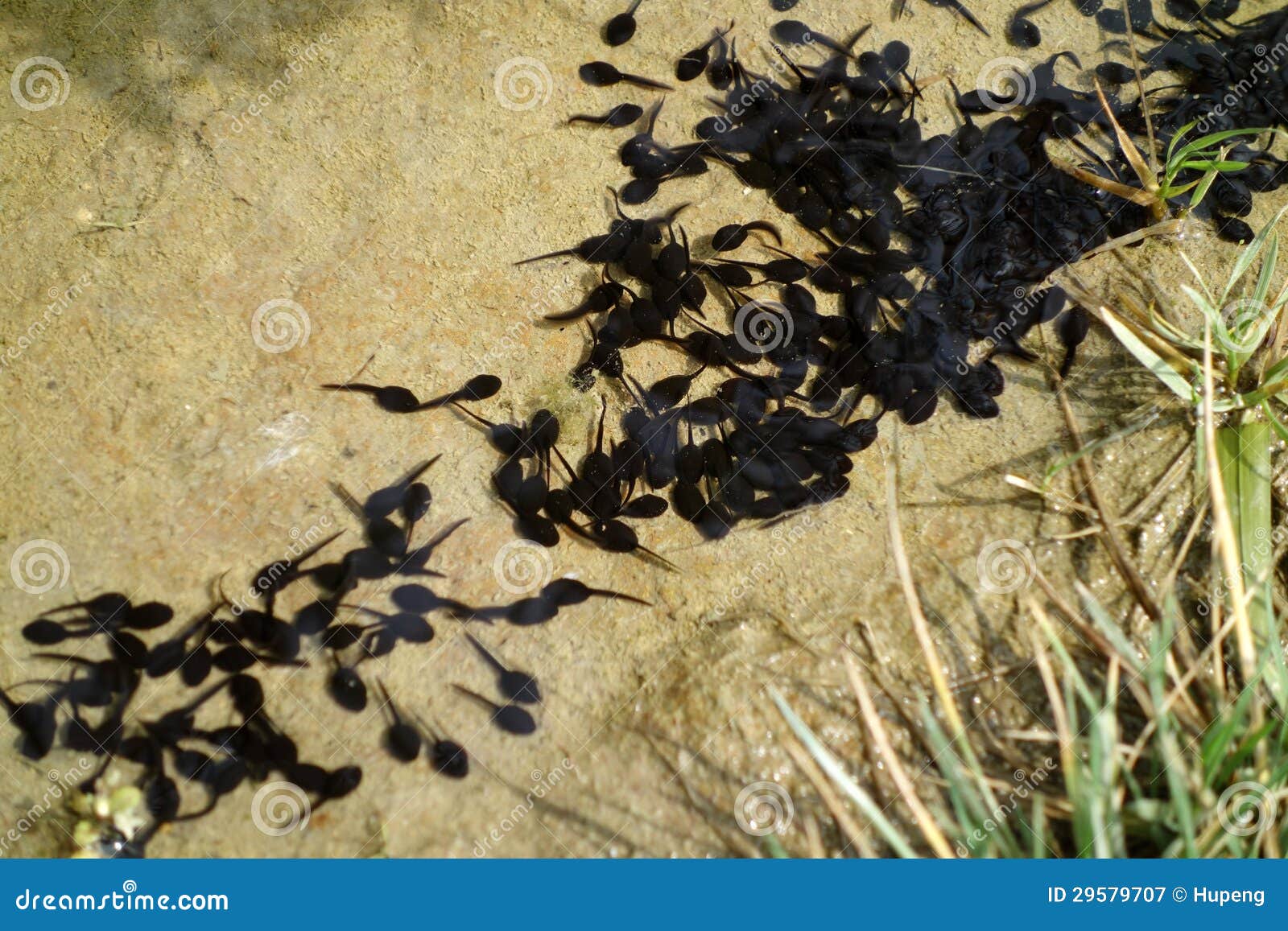 Tadpole stock image. Image of ontario, reptiles, pollywog - 29579707