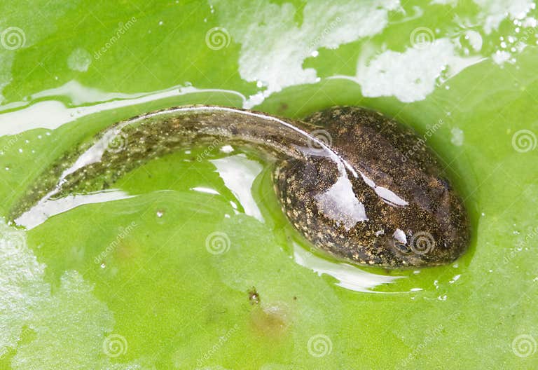 Tadpole stock image. Image of leaf, frog, green, macro - 5724923