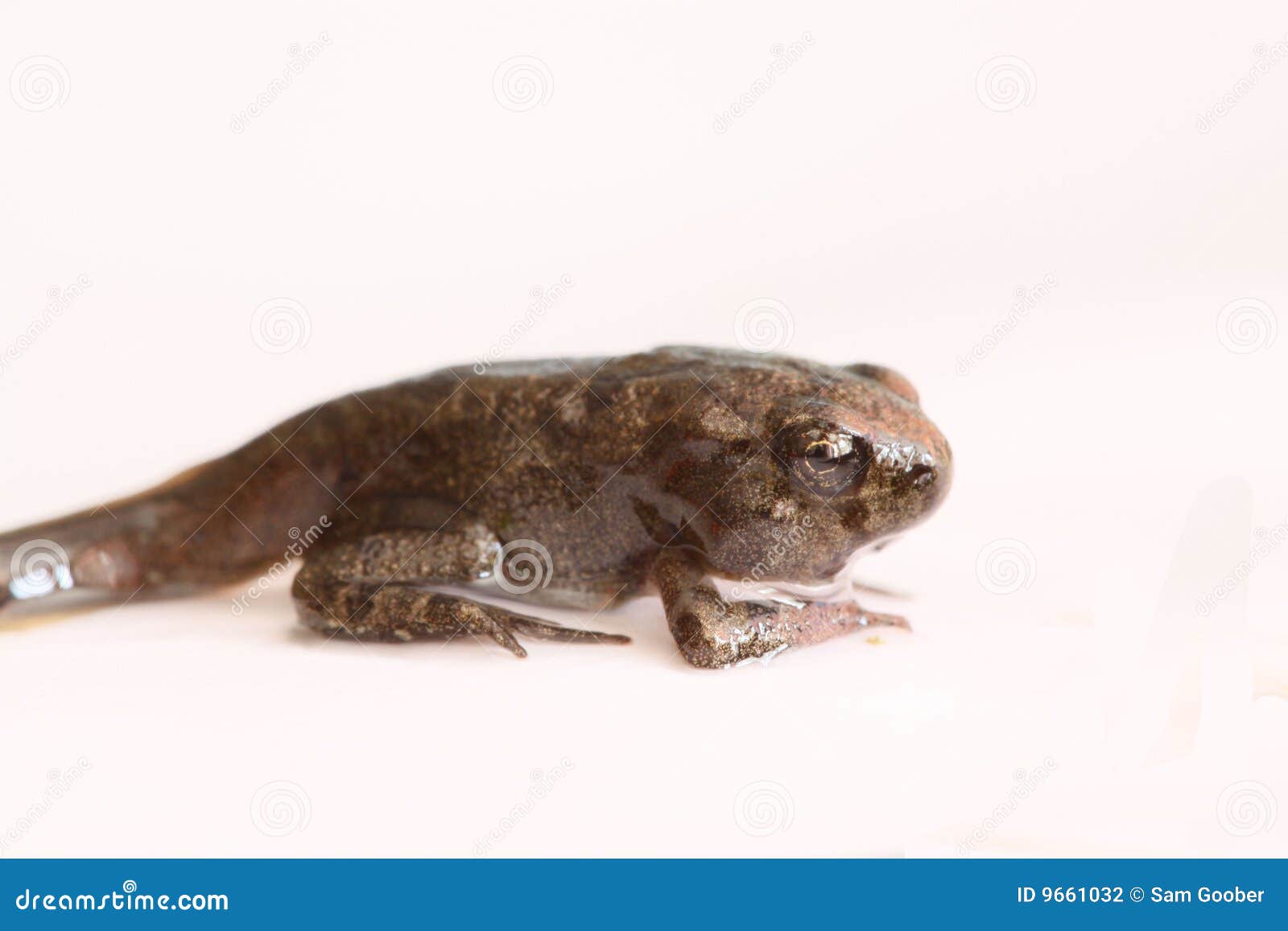 Tadpole foto de archivo. Imagen de libre, australasia - 9661032
