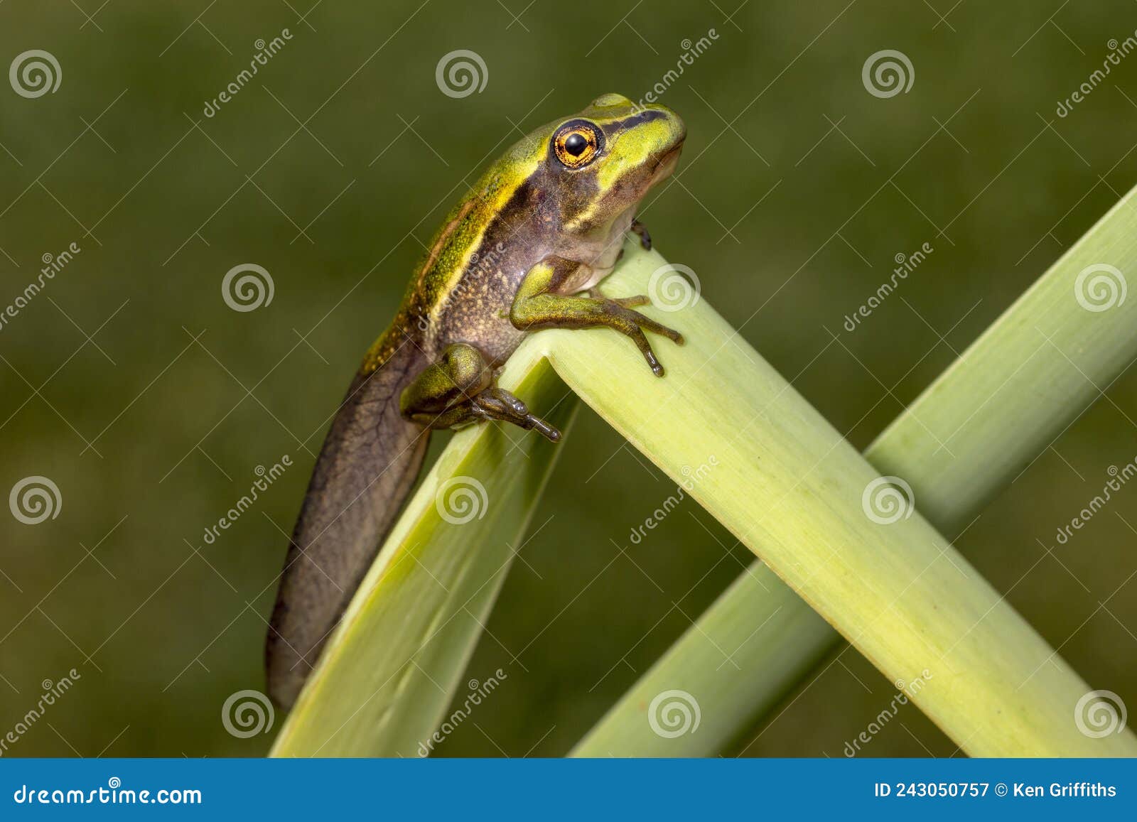 Tadpole of the Green and Golden Bell Frog Stock Image - Image of ...