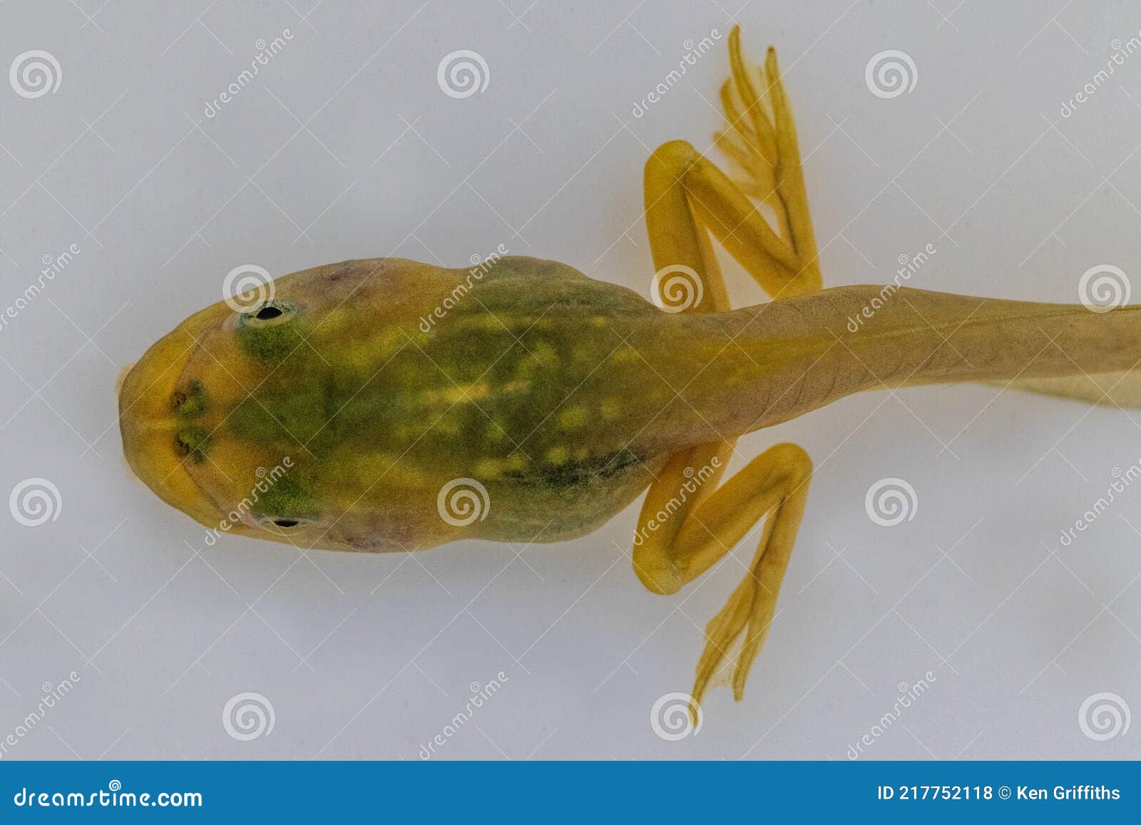 Tadpole of Growling Grass Frog Stock Photo - Image of australian ...